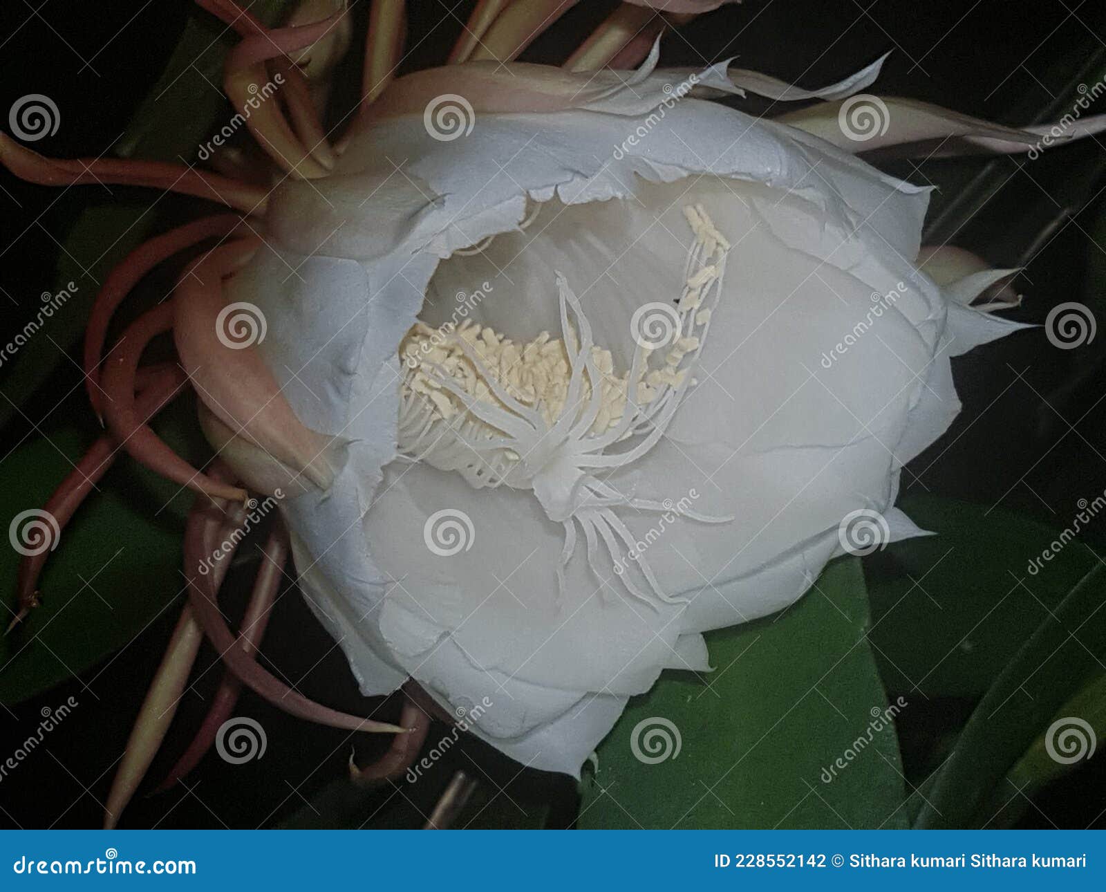 Kadupul Flower White Colour Stock Photo - Image of carving, sculpture ...