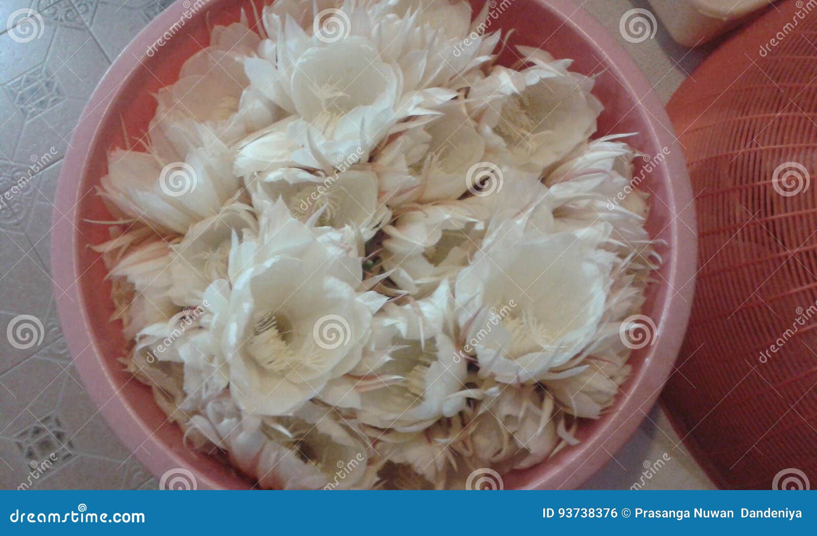 Kadupul Flowers stock photo. Image of basket, kadupul - 93738376