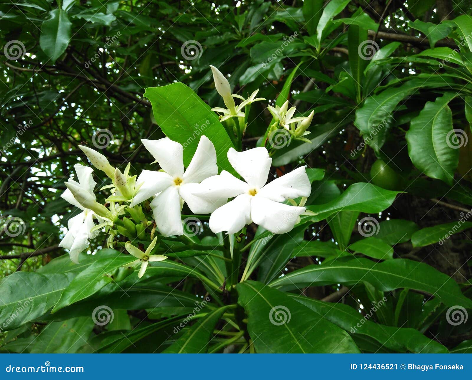 Kaduru Flower in Paddy Field Stock Image - Image of lands, lanka: 124436521