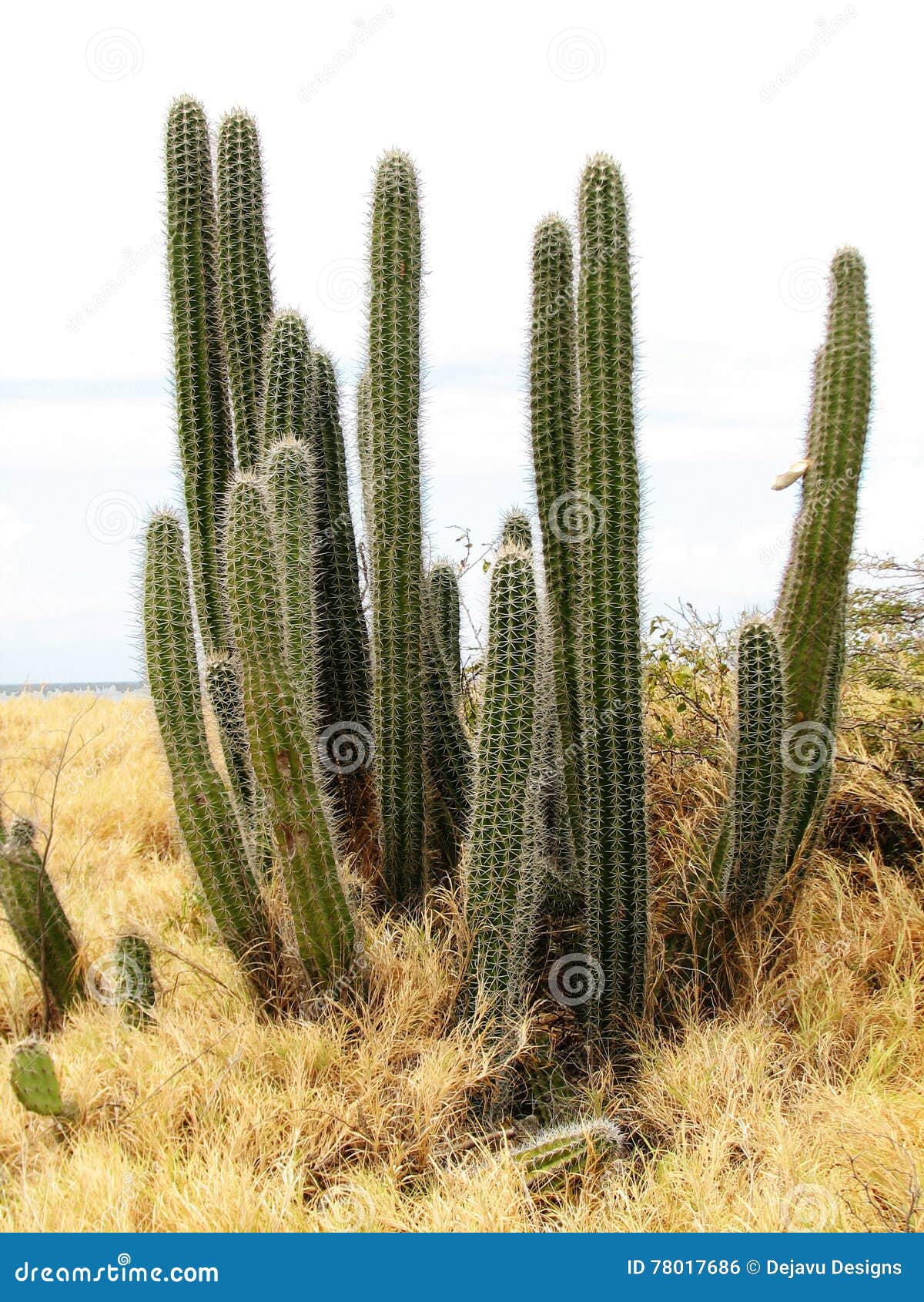 Yatu Cactus In Aruba Stock Image | CartoonDealer.com #78017635