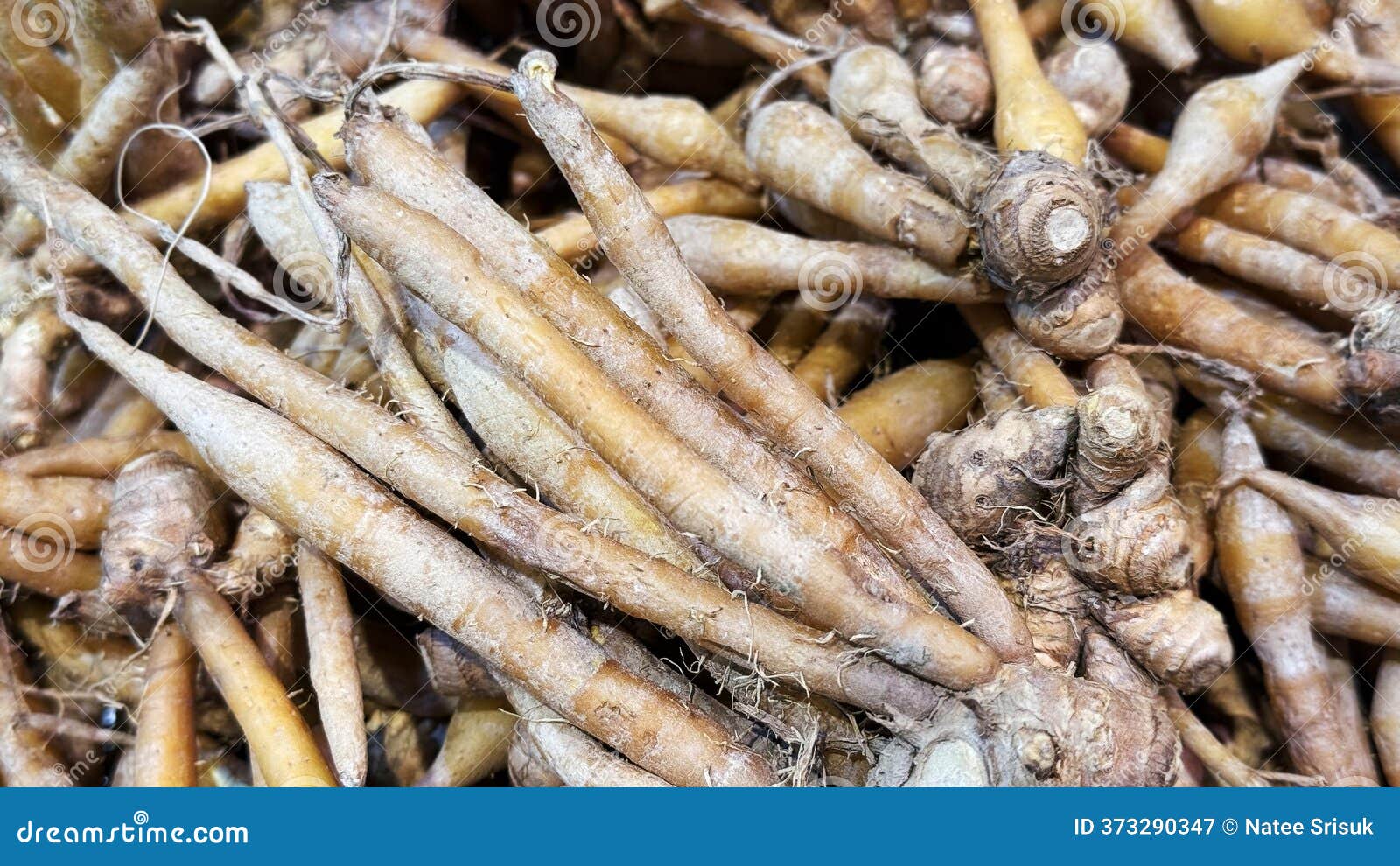 Kaempfer Root For Food And Thai Or Chinese Herbal Medicine Nature ...