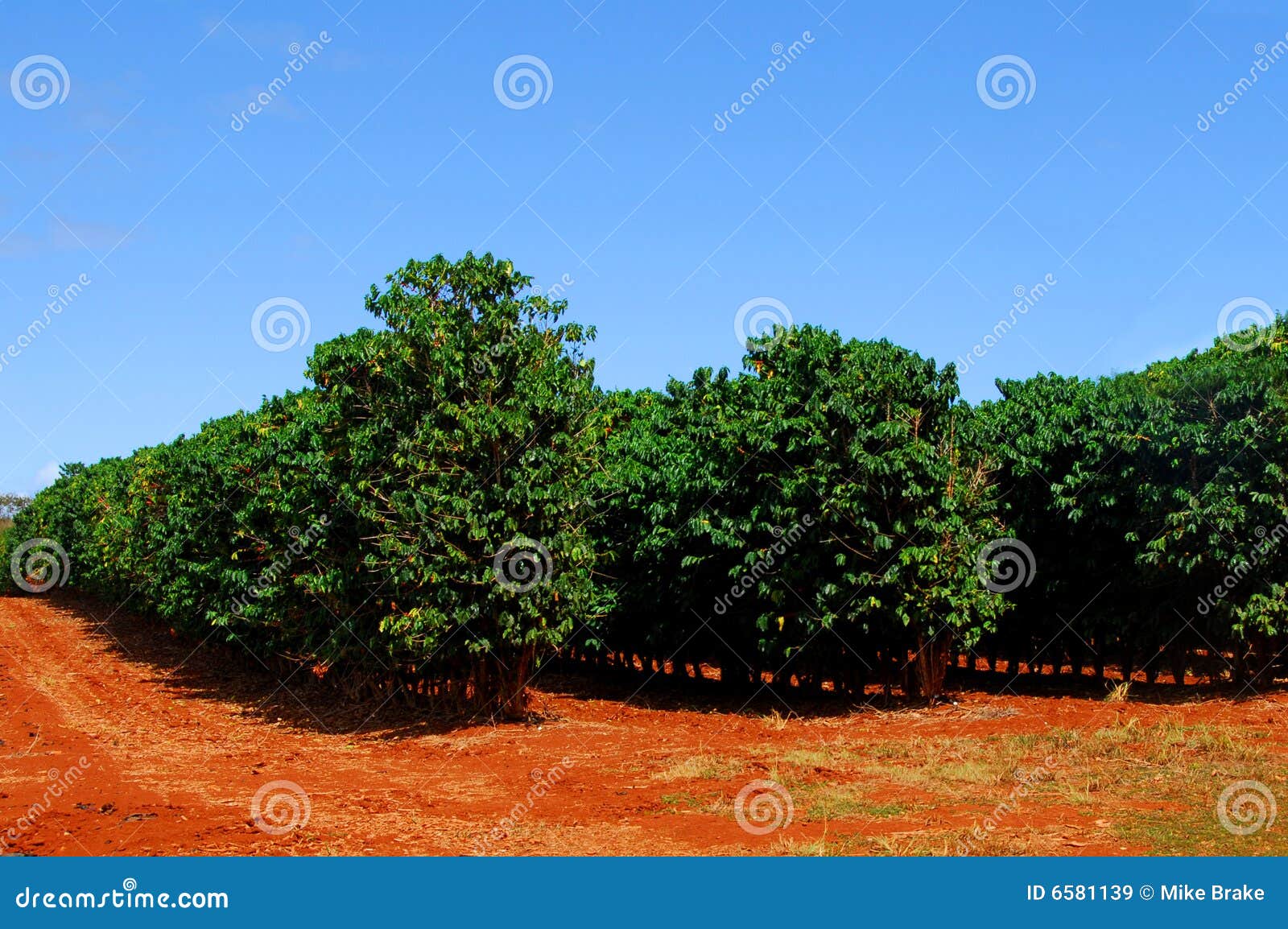 Kaffee-Plantage stockbild. Bild von warm, braten, zweig - 6581139