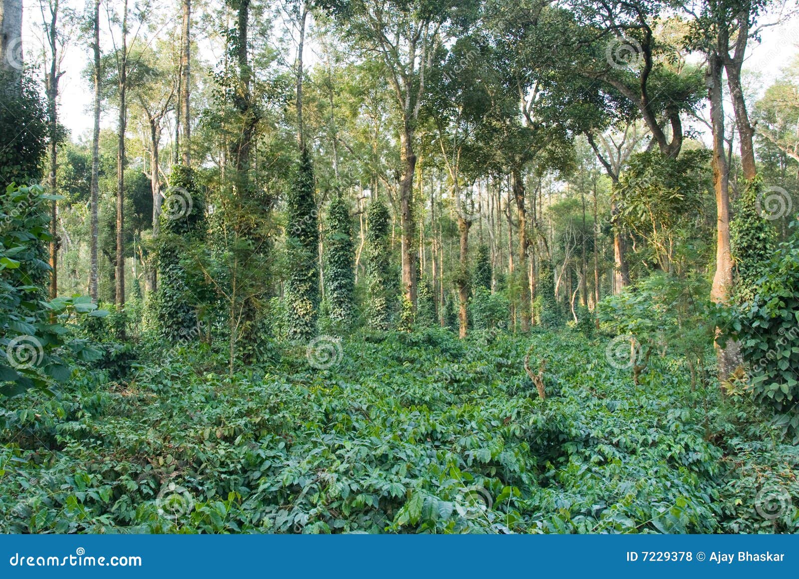 Kaffee-Plantage stockfoto. Bild von indien, wachsen, busch - 7229378