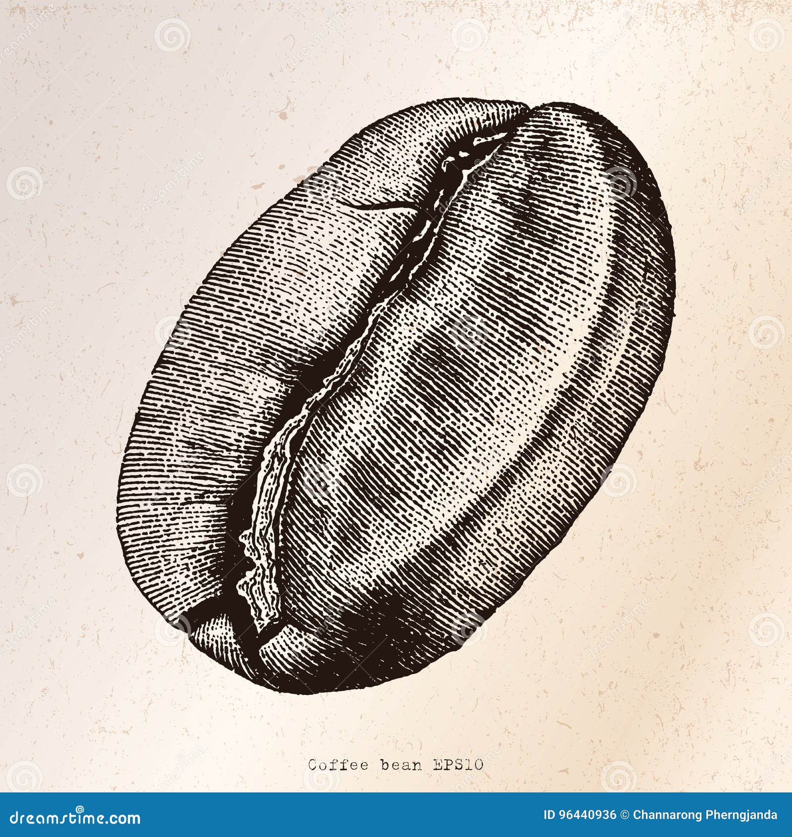 Kaffeebohne-Handzeichnungs-Stichillustration Vektor Abbildung ...