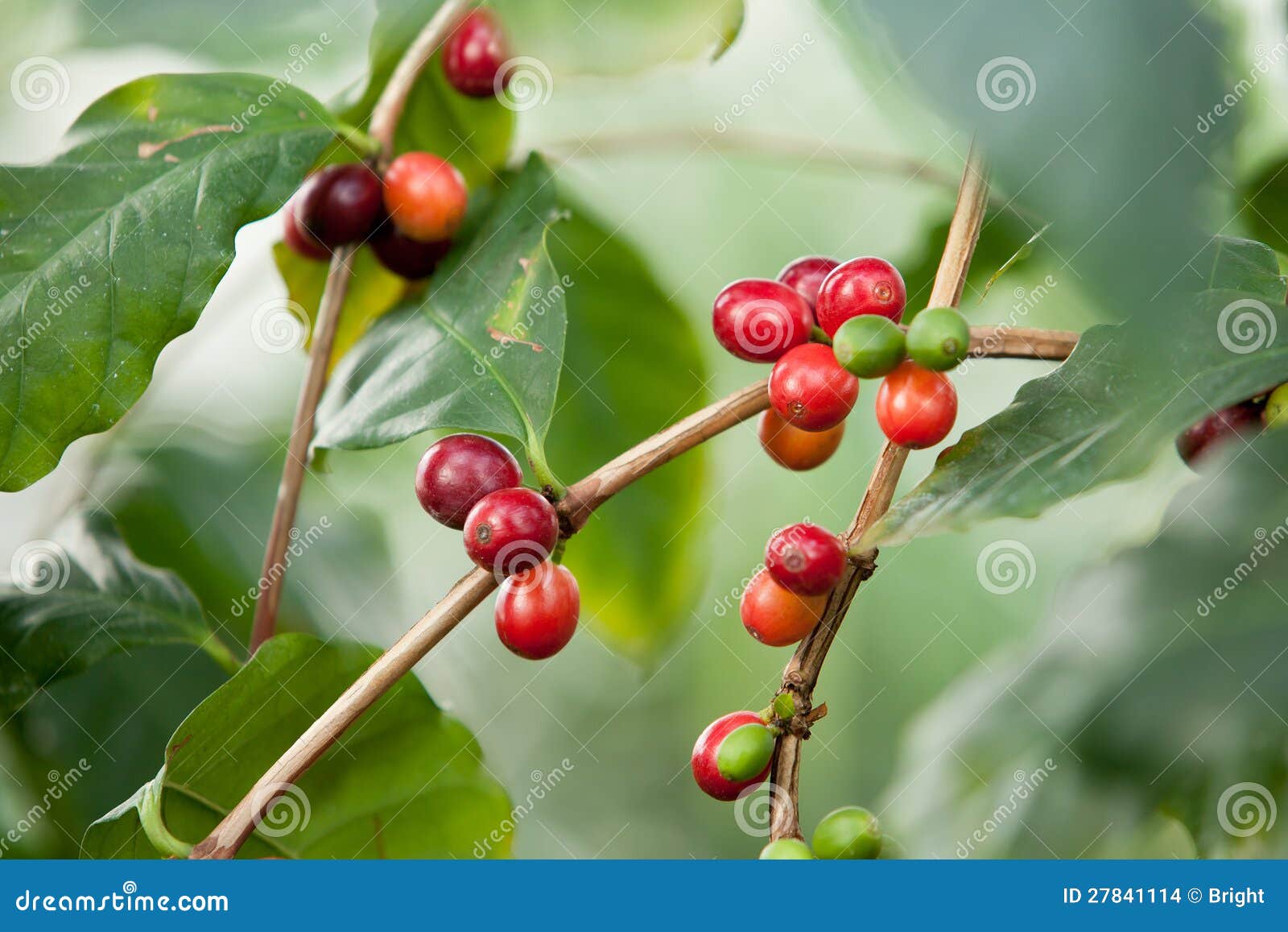Kaffeebohnen, roh stockfoto. Bild von busch, blätter - 27841114