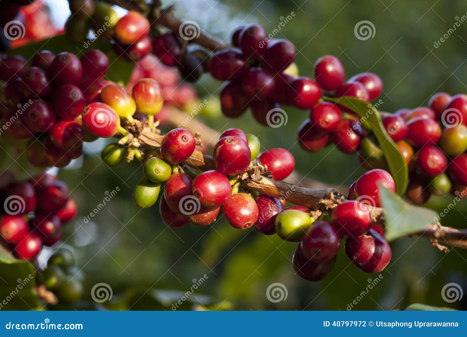 Kaffeekirsche stockfoto. Bild von ernte, wachsen, amerika - 40797972