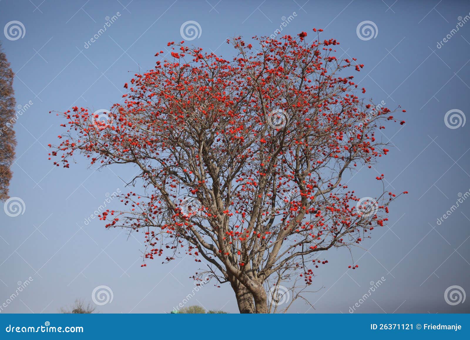 Coral Tree In Flower Royalty-Free Stock Photo | CartoonDealer.com #11217915