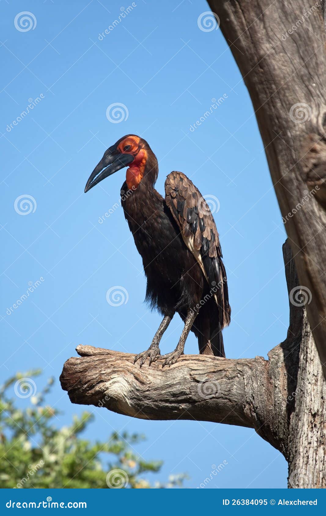 Kaffir Horned Raven on a Tree Stock Image - Image of african, scavenger ...