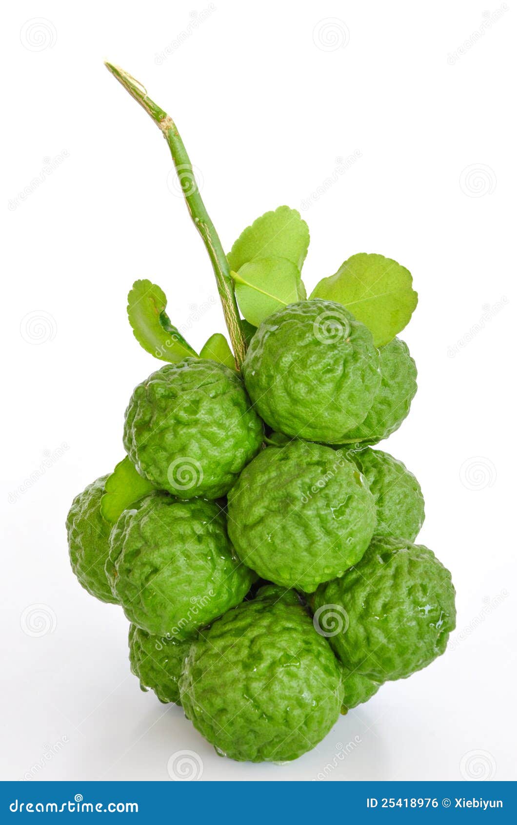 Kaffir Lime, Leech Lime Citrus Hystrix DC Scientific Name Rough Skin ...