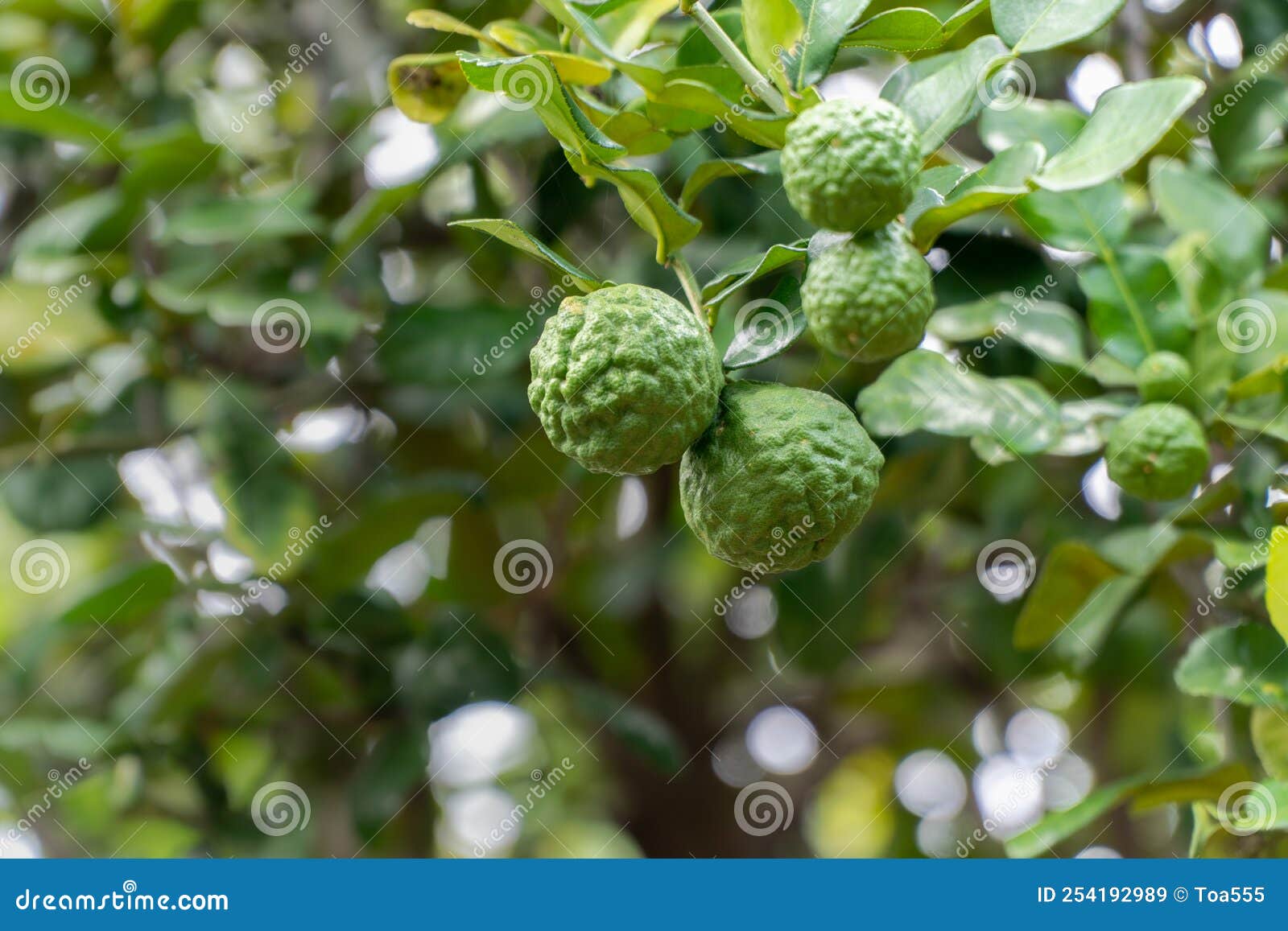 Kaffir Lime , Bergamot or Citrus Hystrix on Tree in Backyard Stock ...