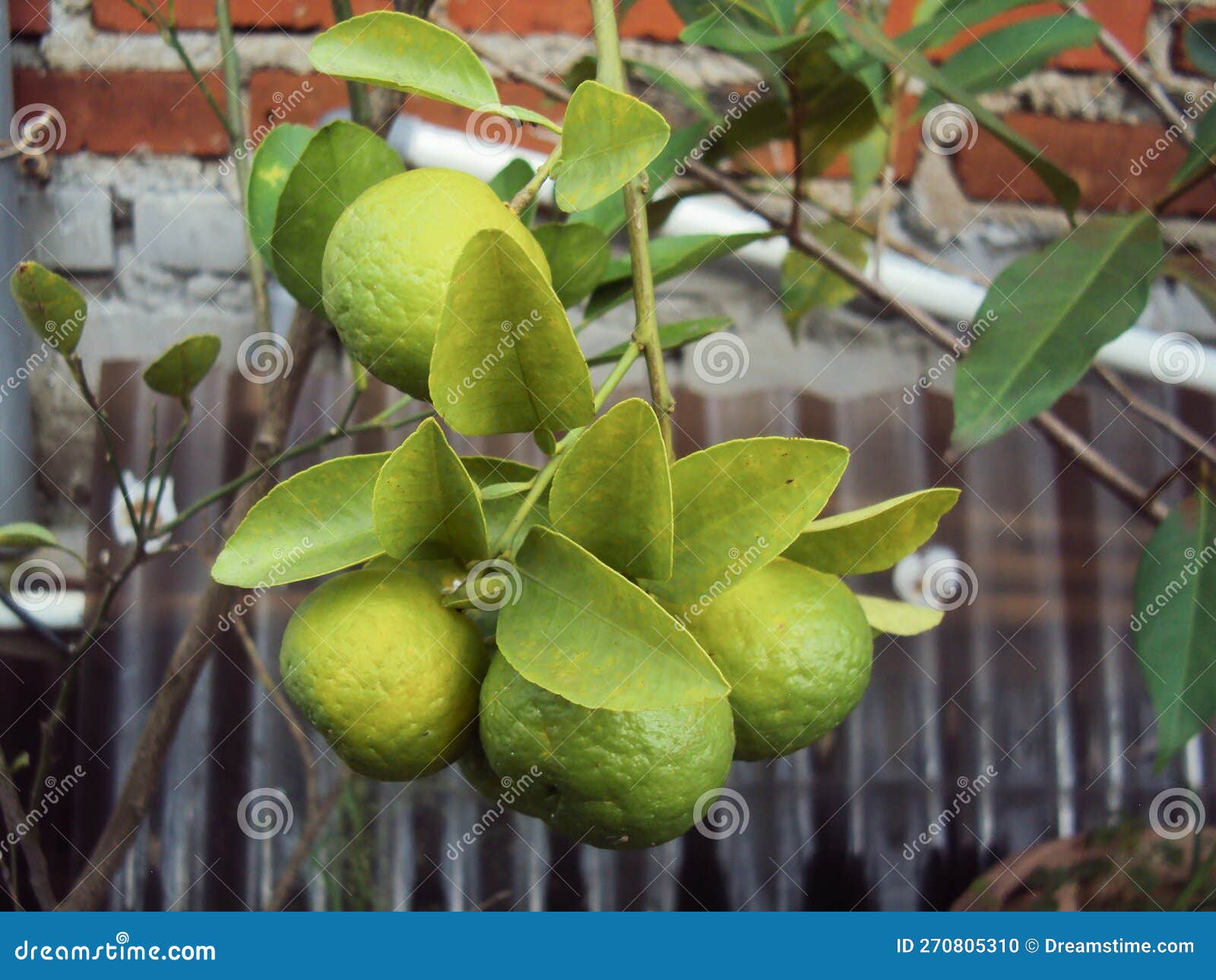 Kaffir Lime Citrus Hystrix Fruits on Tree Stock Photo - Image of fruits ...