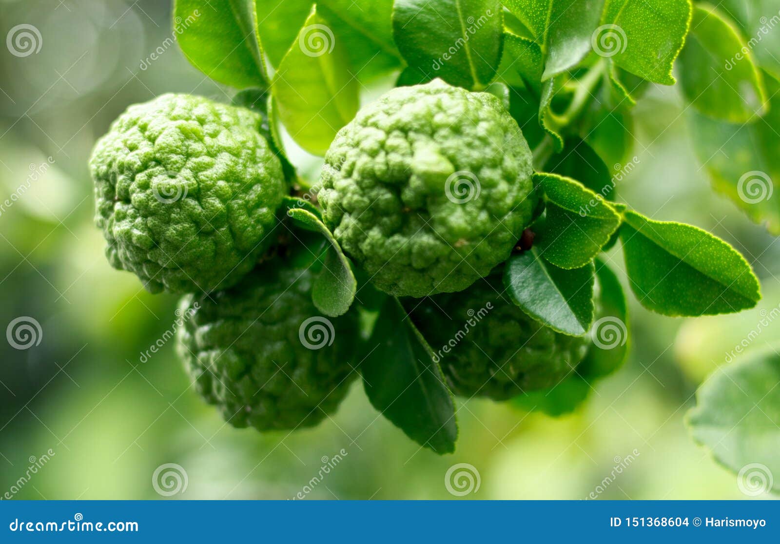 Kaffir lime fruit stock photo. Image of lime, fruit - 151368604