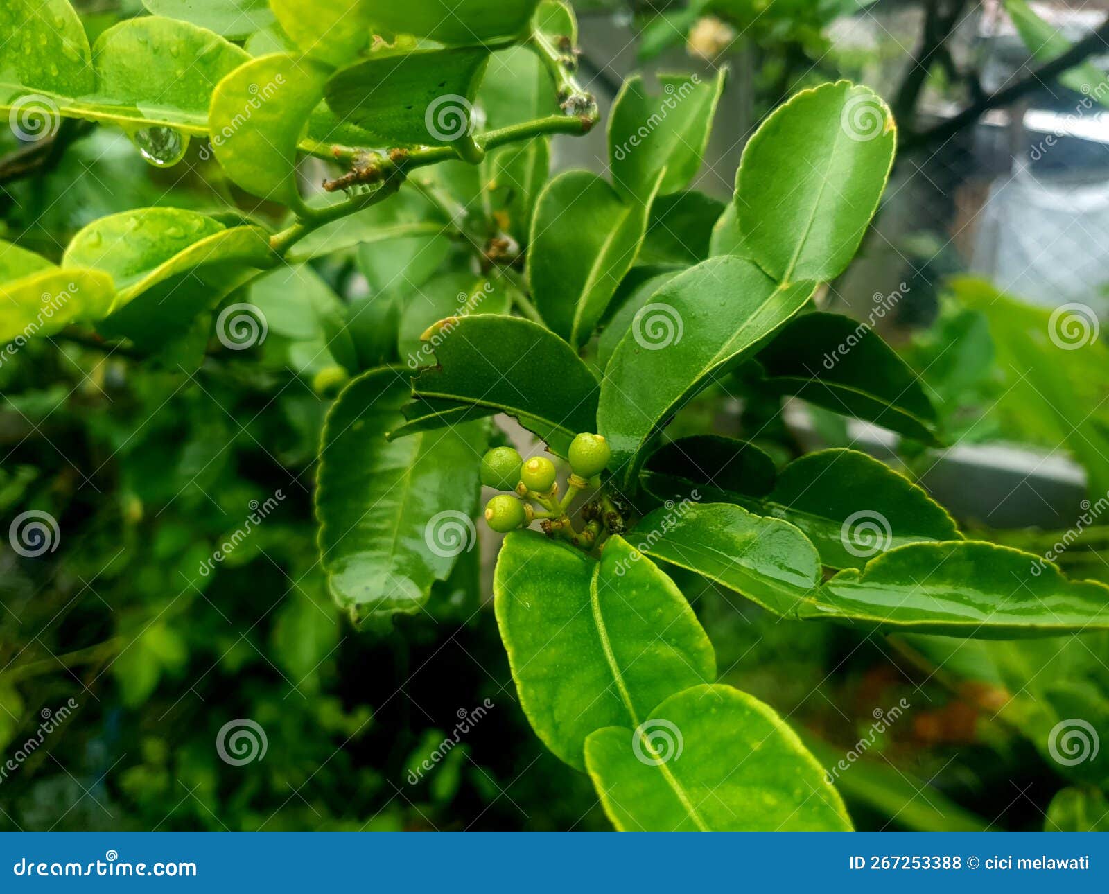 Kaffir Lime Fruit in the Morning Stock Photo - Image of nature ...