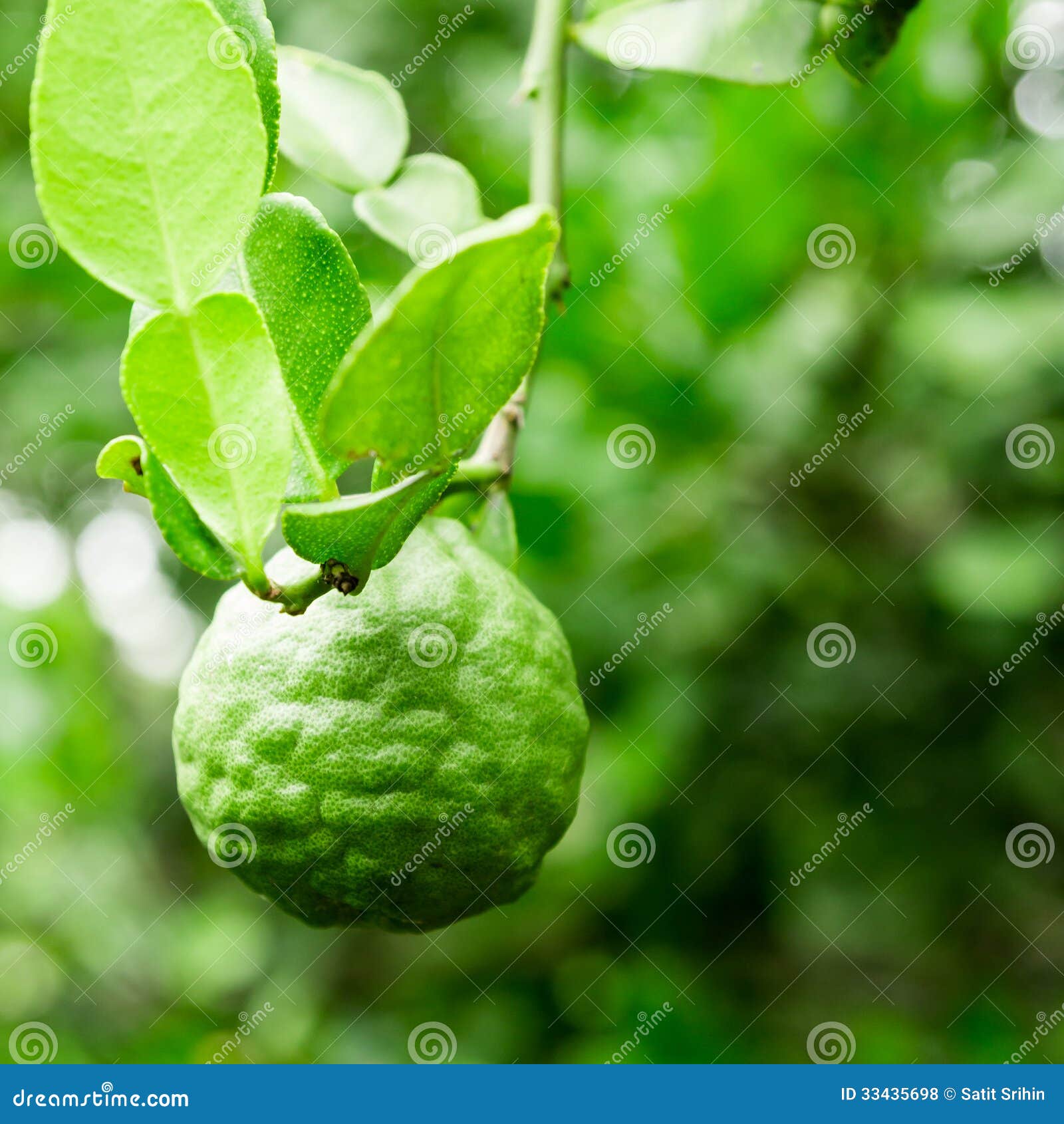 Kaffir Lime stock photo. Image of bergamot, ingredient - 33435698