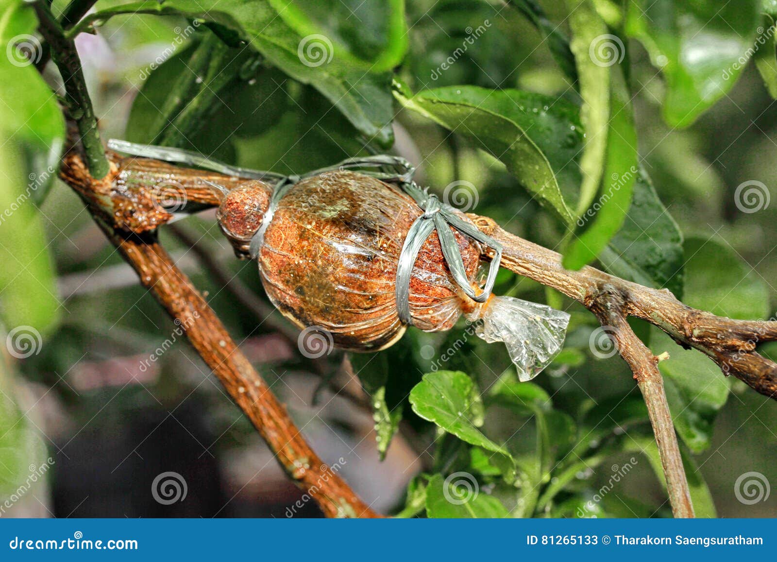Lime Propagation - Grafting Tree Plant On Lemon Tree Branch In Organic ...