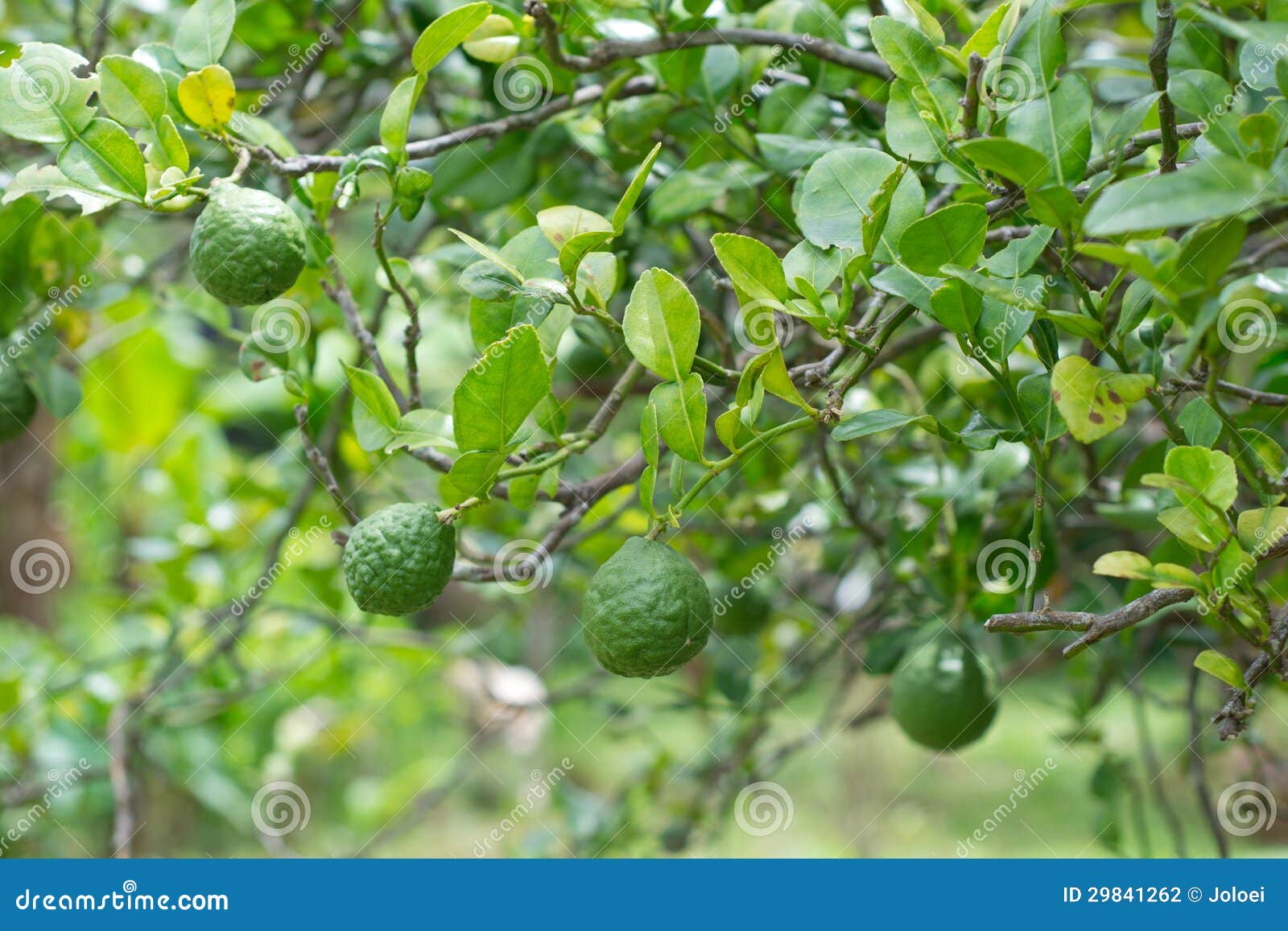 Kaffir Lime stock photo. Image of combava, exotic, asia - 29841262