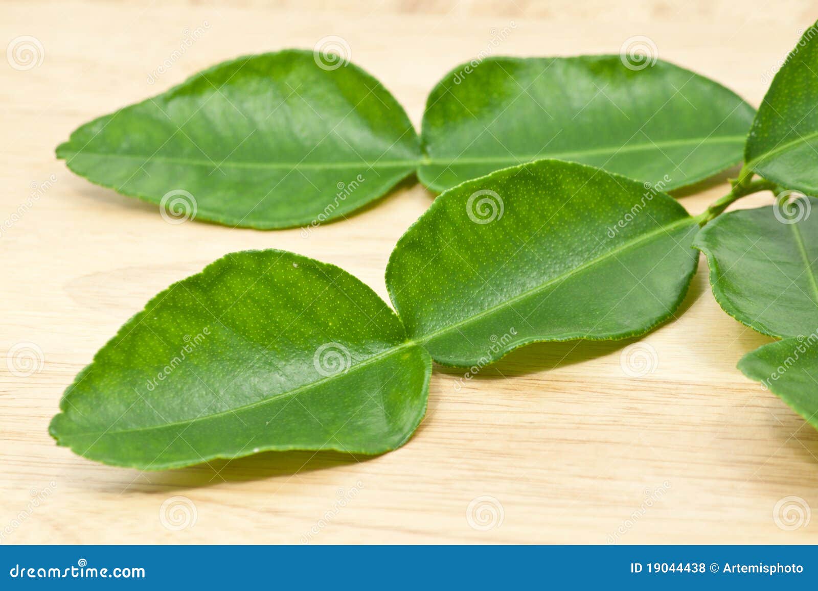 Kaffir lime leaf stock photo. Image of cooking, delicious - 19044438