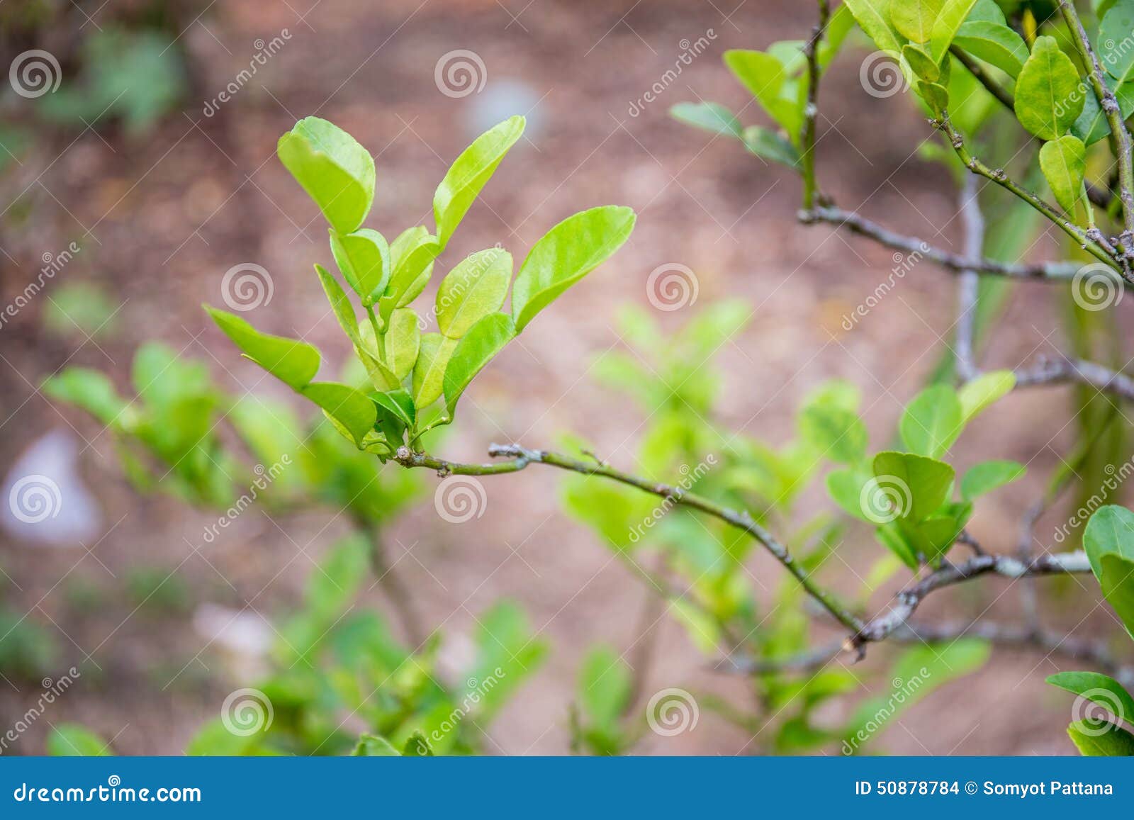 Kaffir lime leaf stock photo. Image of white, natural - 50878784