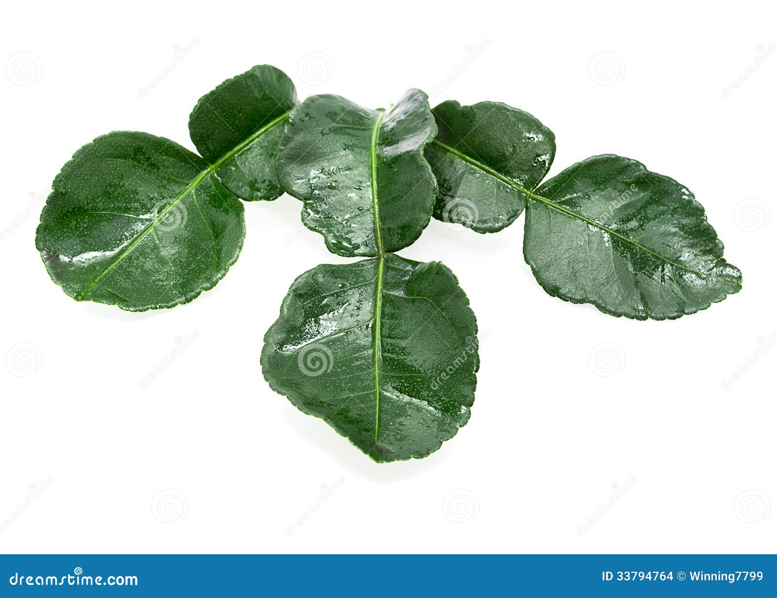 Kaffir lime leave stock photo. Image of food, cuisine - 33794764