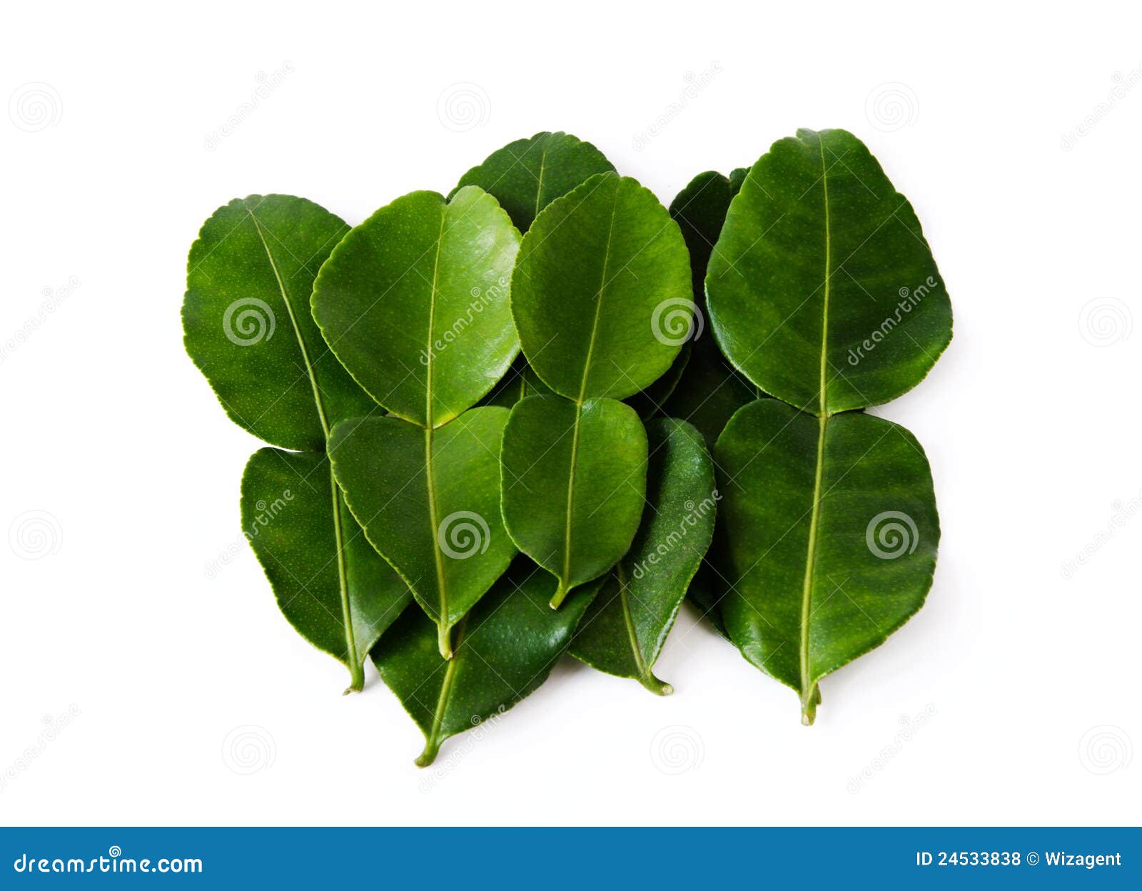 Kaffir Lime Leaves stock photo. Image of glossy, lemon - 24533838
