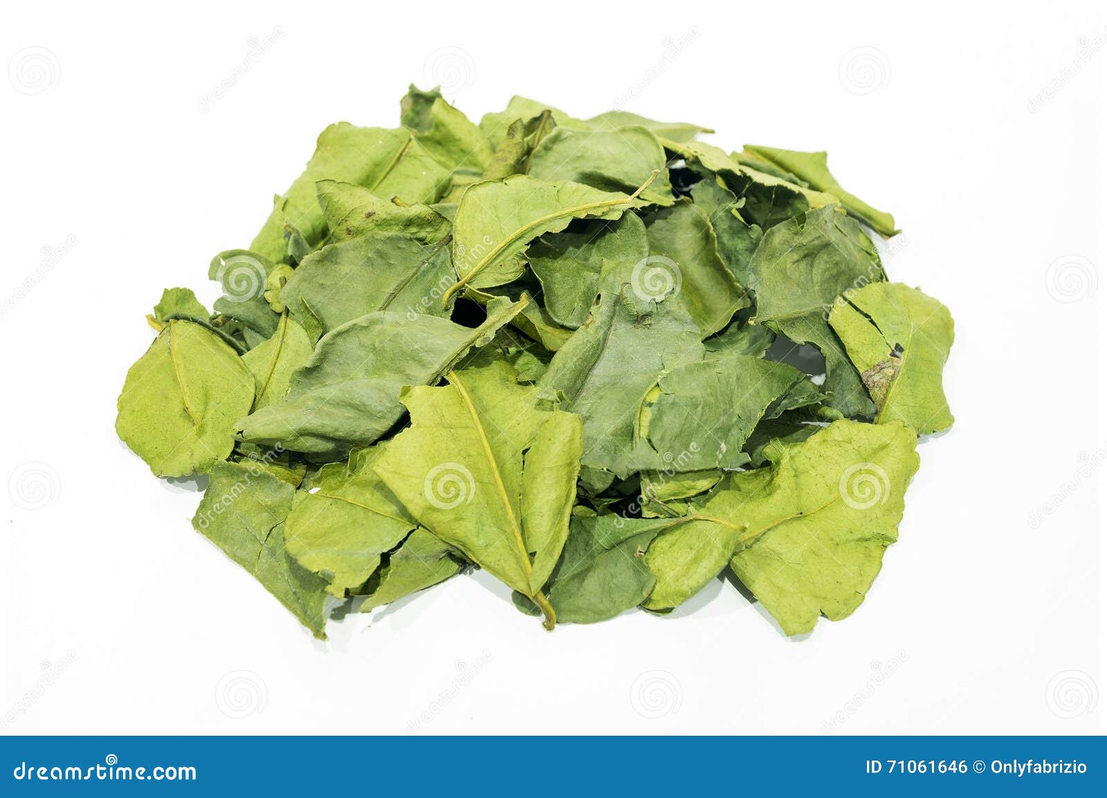 Kaffir lime leaves stock photo. Image of close, dried - 71061646