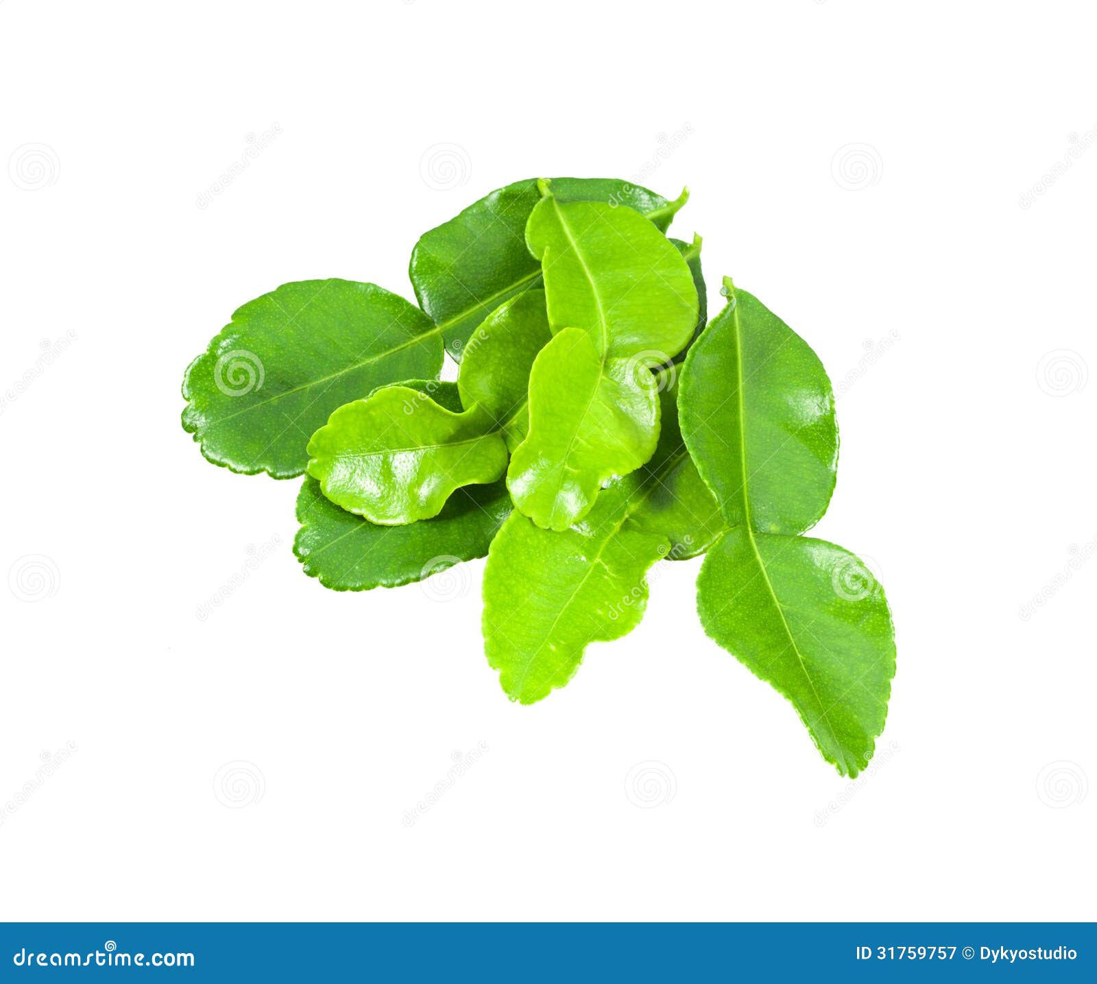 Kaffir Lime Leaves Isolated with Clipping Path Stock Image - Image of ...