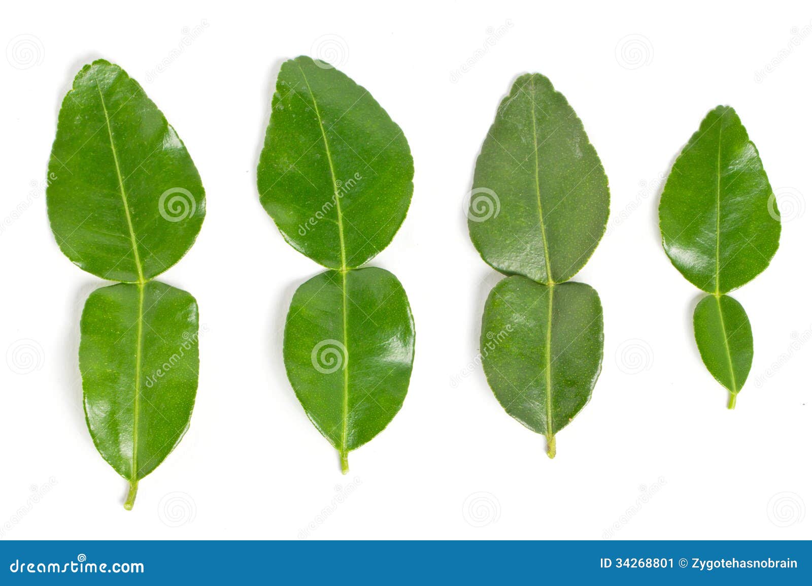 Kaffir Lime Leaves. stock image. Image of isolated, citrus - 34268801