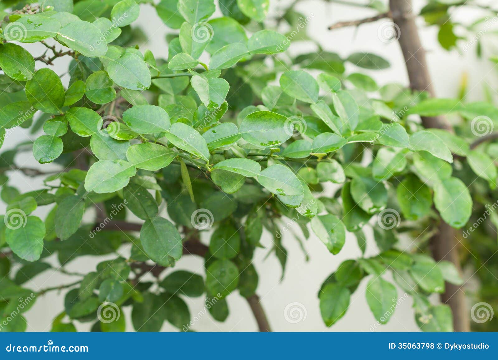 Kaffir Lime leaves stock photo. Image of control, ingredient - 35063798