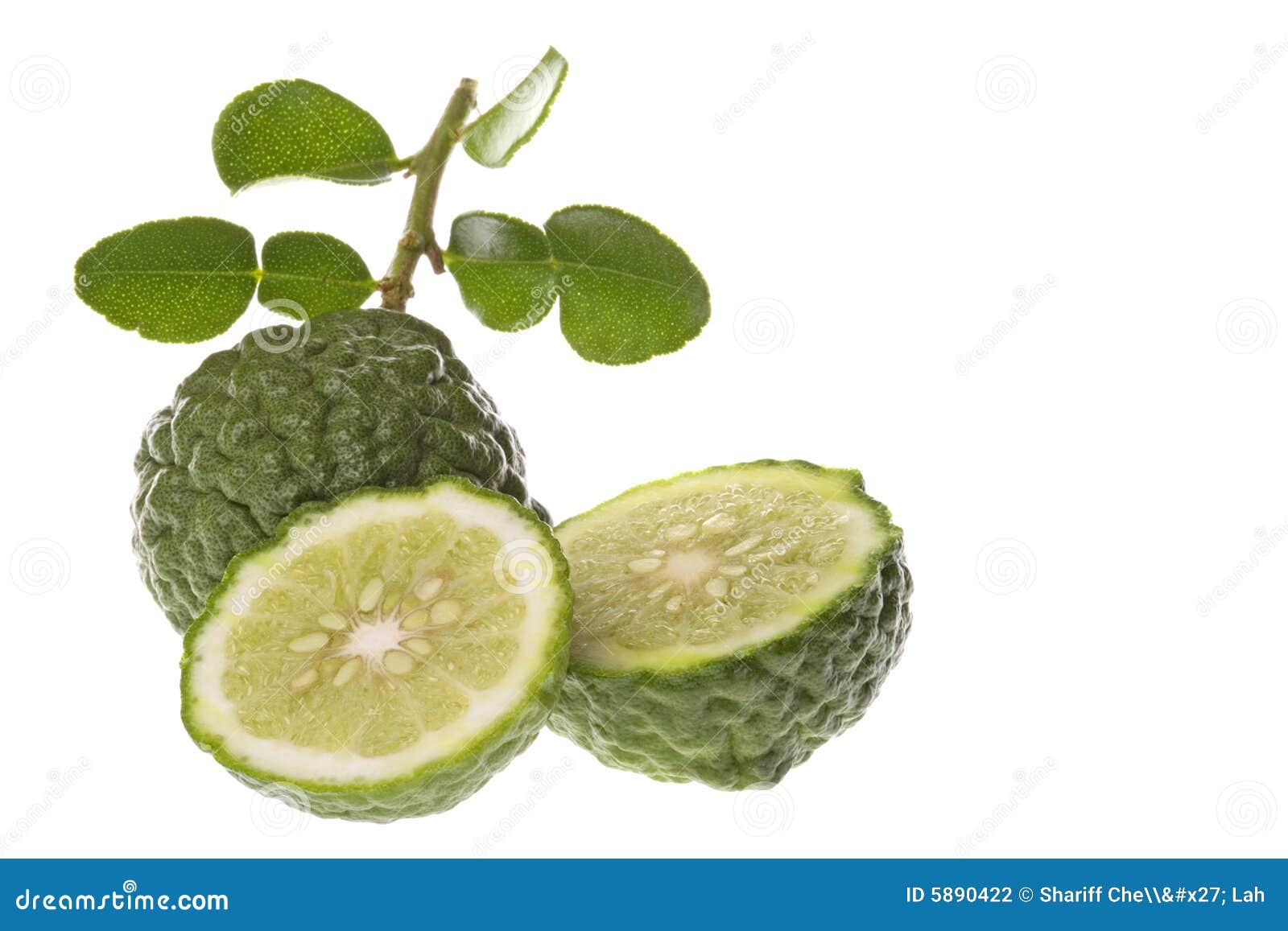 Kaffir Lime, Leech Lime Citrus Hystrix DC Scientific Name Rough Skin ...
