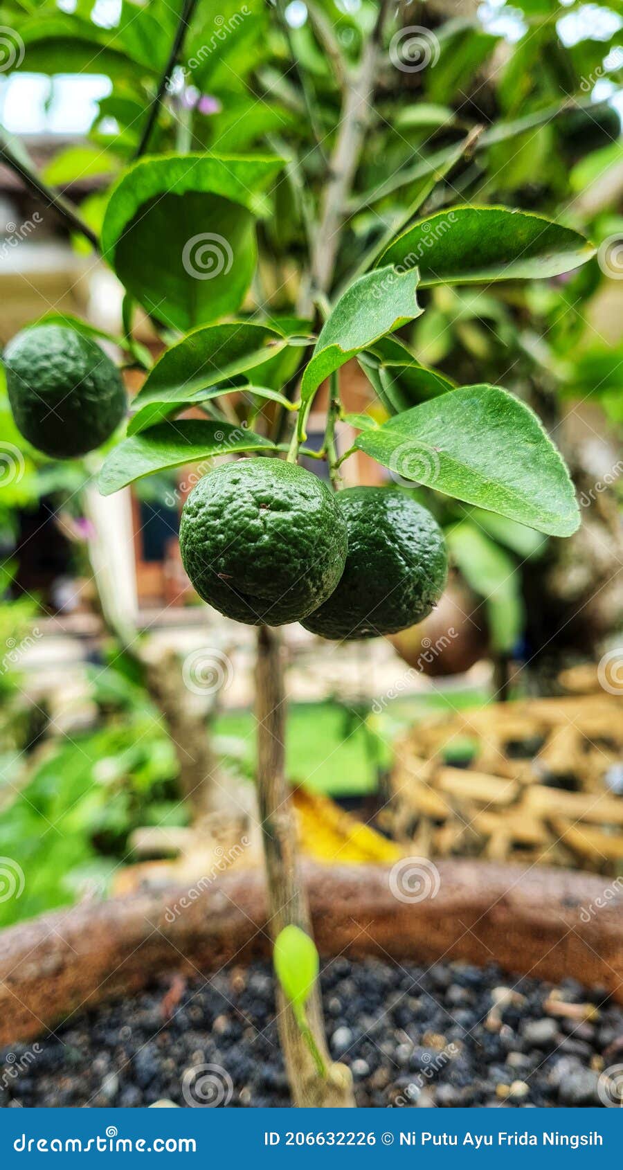 Kaffir Lime Tree (Citrus Hystrix) Stock Photo - Image of green, citrus ...