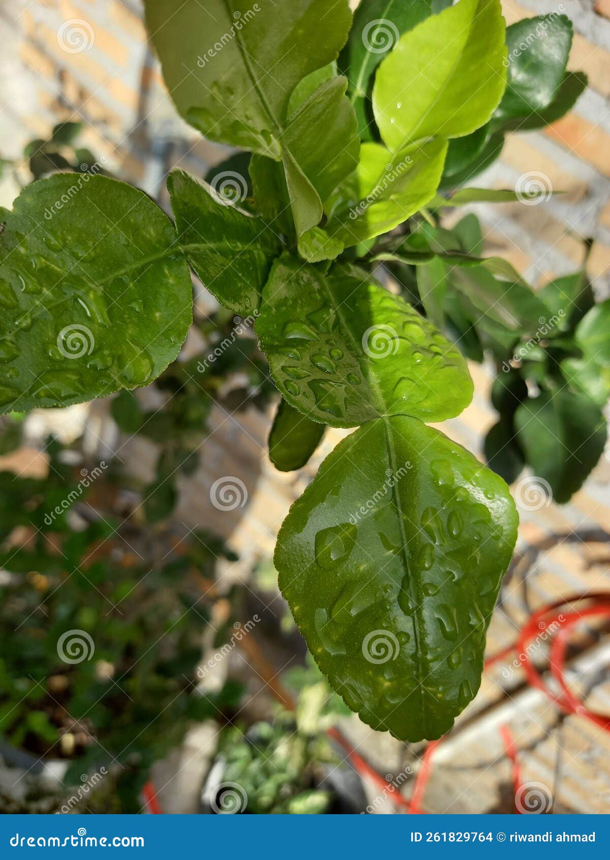 Kaffir Lime Tree that Grows Fresh in the Morning Stock Photo - Image of ...