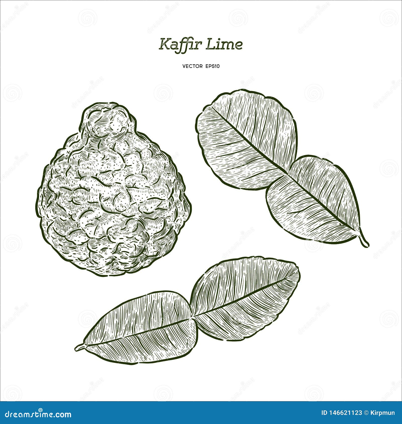 Kaffir Lime, vector stock vector. Illustration of lime - 146621123