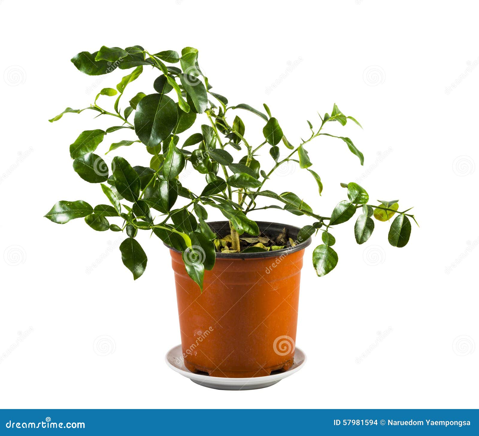 Kafir lime tree stock photo. Image of uncooked, leaf - 57981594