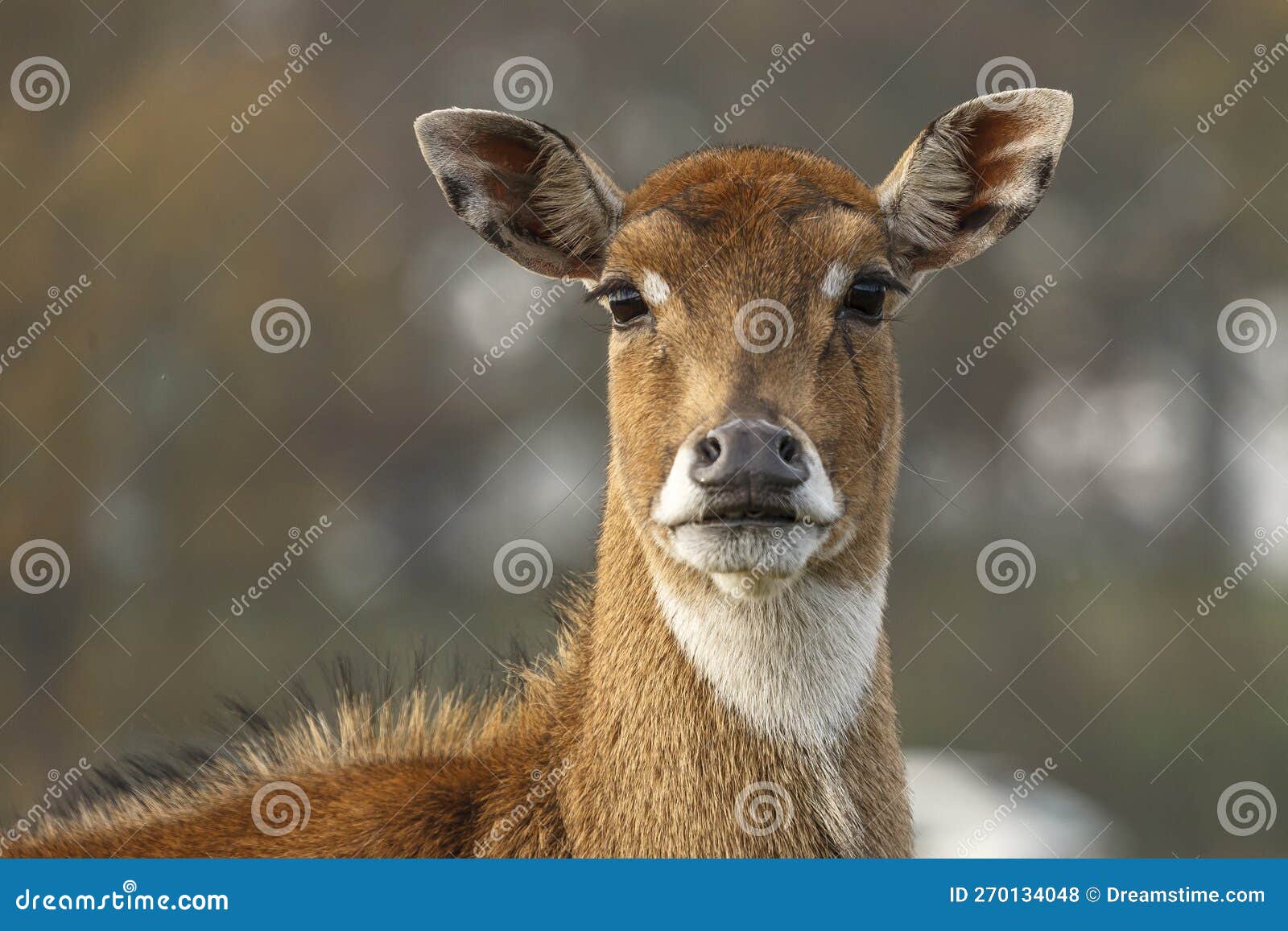 Kafue Flats Lechwe Antelope Stock Photo - Image of brown, wildlife ...