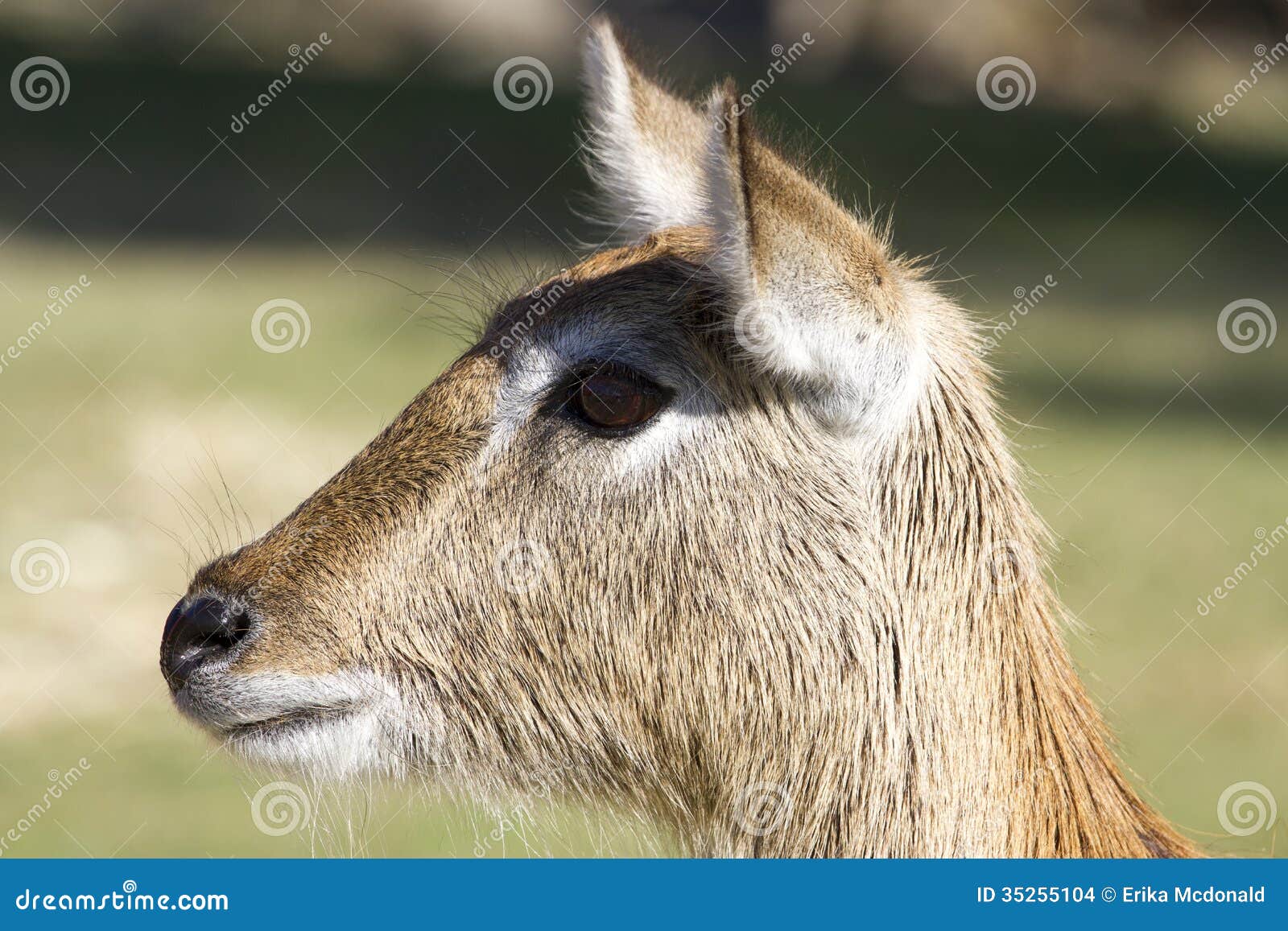 Kafue Lechwe stock photo. Image of elegant, vertebrate - 35255104