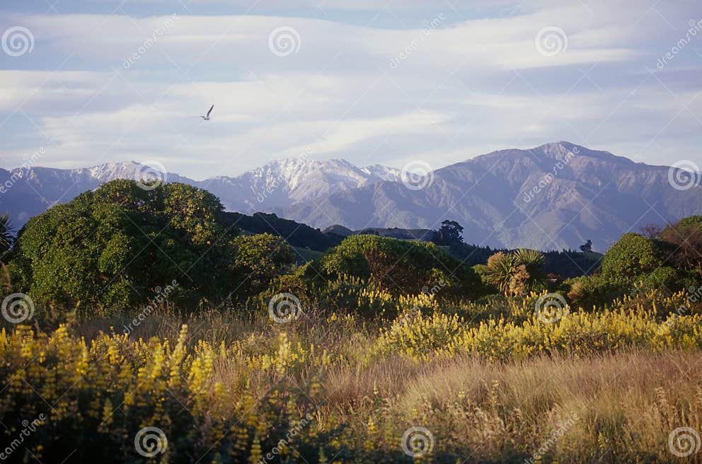 Kaikoura Ranges stock image. Image of scenic, nature, bird - 6023239