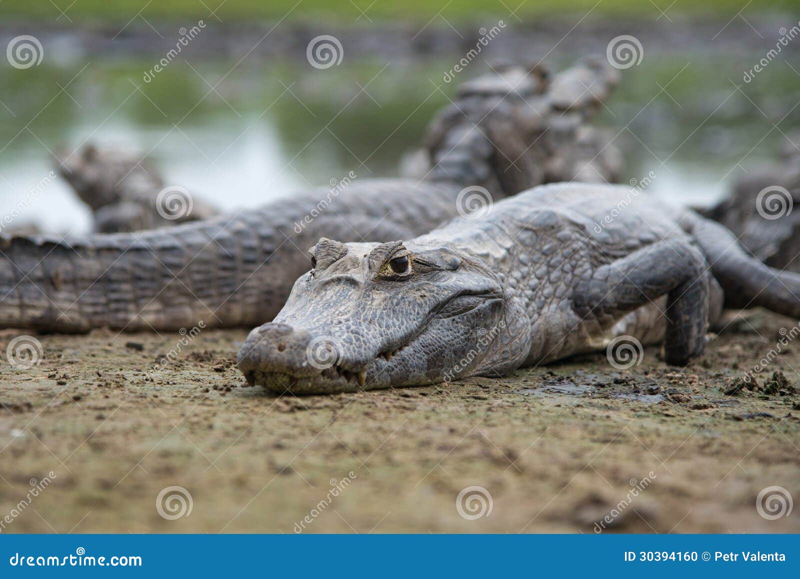 Kaiman stockfoto. Bild von öffnung, süd, krokodil, nave - 30394160