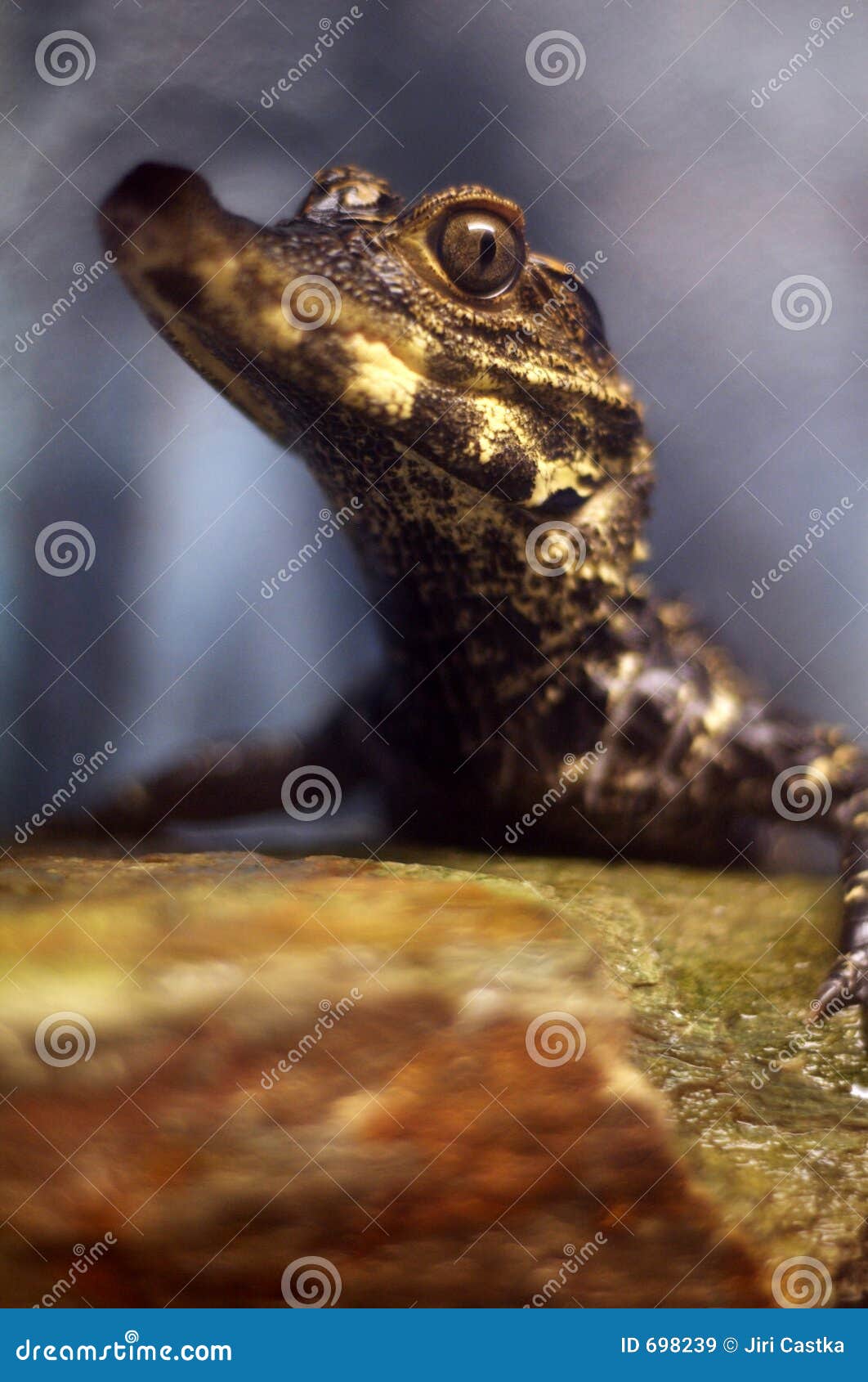 Kaiman stockbild. Bild von haustier, orange, nahaufnahme - 698239