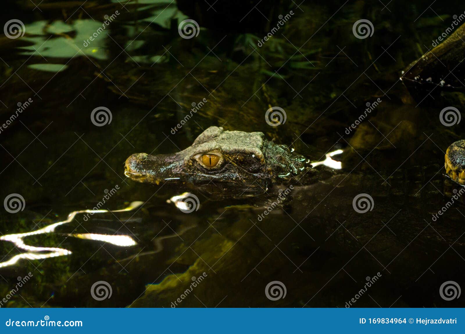 Kaiman an Glatter Front, Paleosuchus Trigonatus Stockfoto - Bild von ...