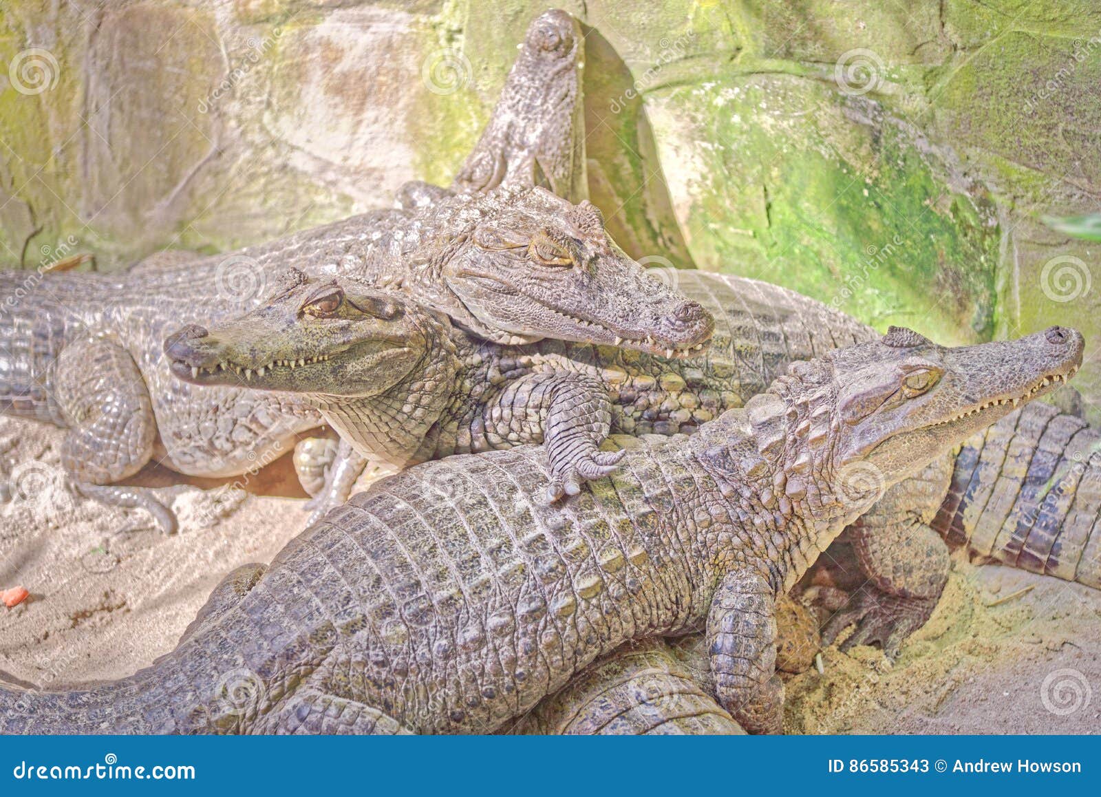 Kaiman Peru stockbild. Bild von jagd, gefahr, asiatisch - 86585343