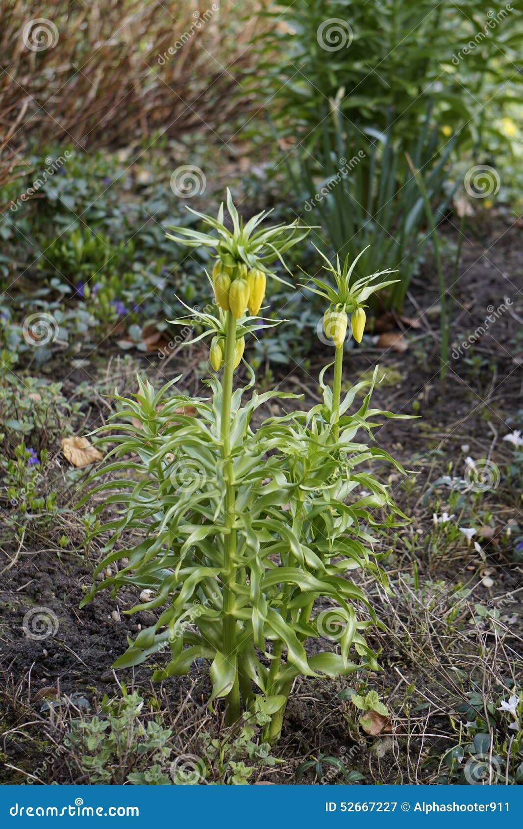 Kaiser crown flower stock image. Image of crown, springtime - 52667227