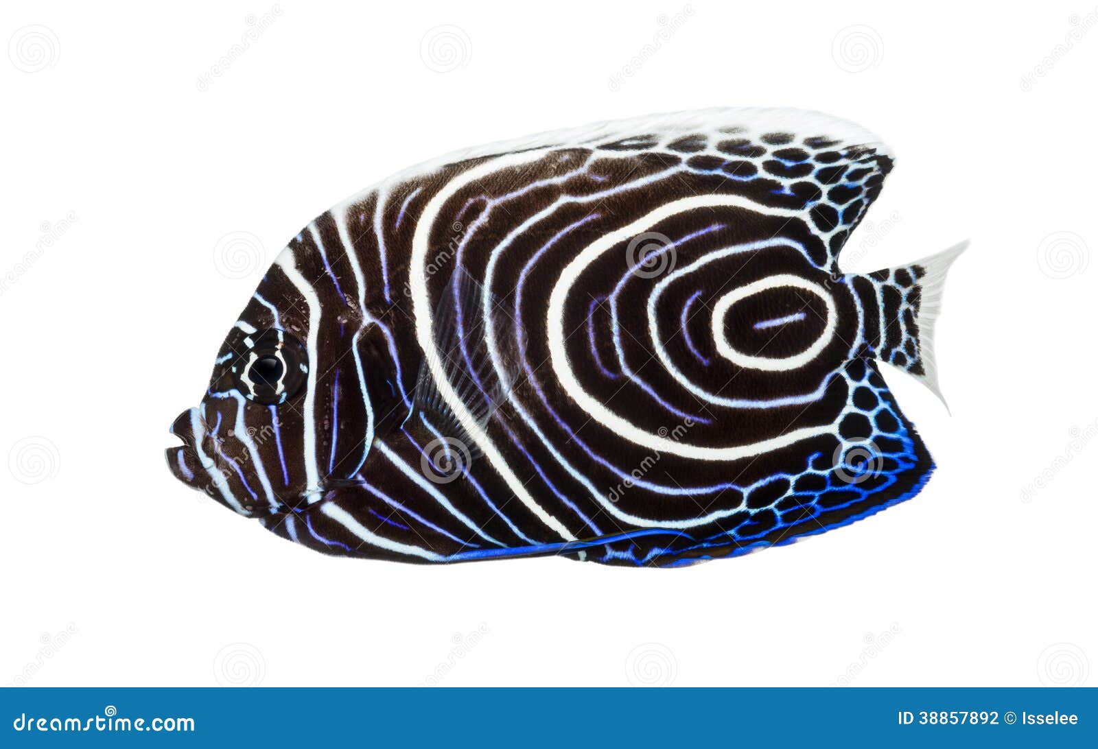 Kaiser-Engelhai, Pomacanthus Imperator, Stockfoto - Bild von seite ...