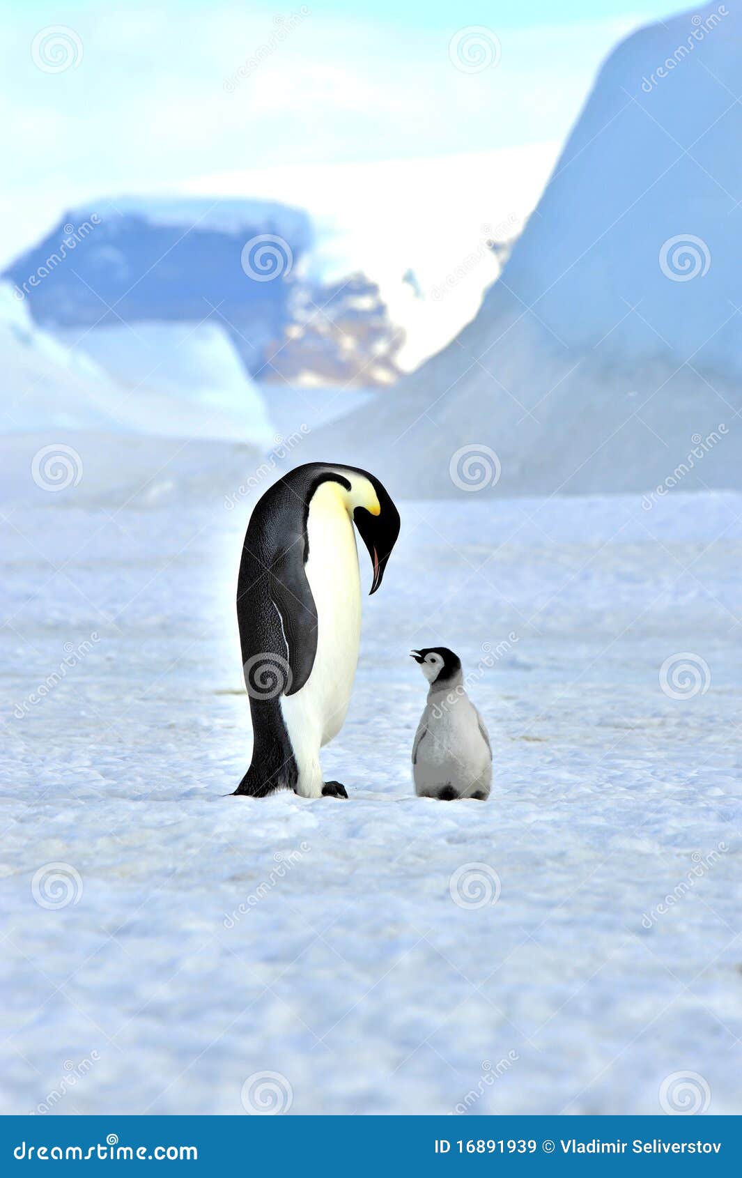 Kaiser-Pinguin stockbild. Bild von wasser, meer, nave - 16891939