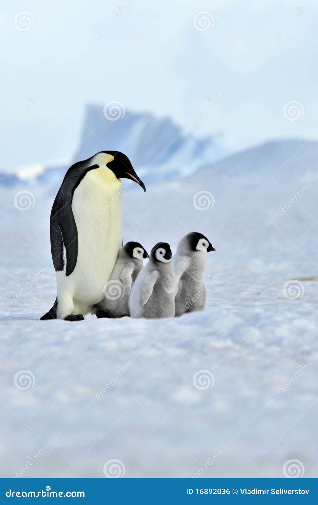Kaiser-Pinguin stockfoto. Bild von pinguin, antarktik - 16892036