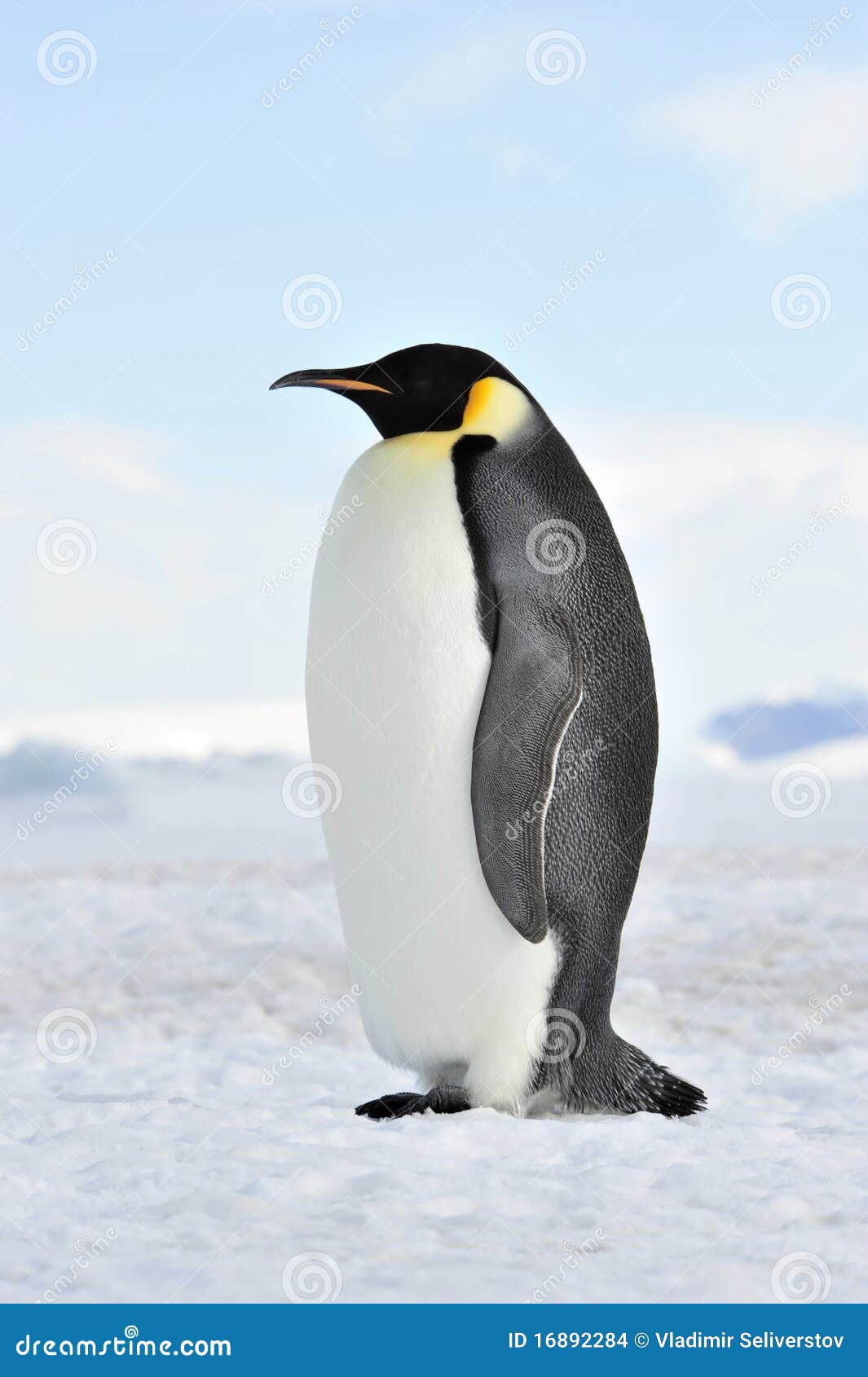 Kaiser-Pinguin stockfoto. Bild von reise, strand, wildnis - 16892284