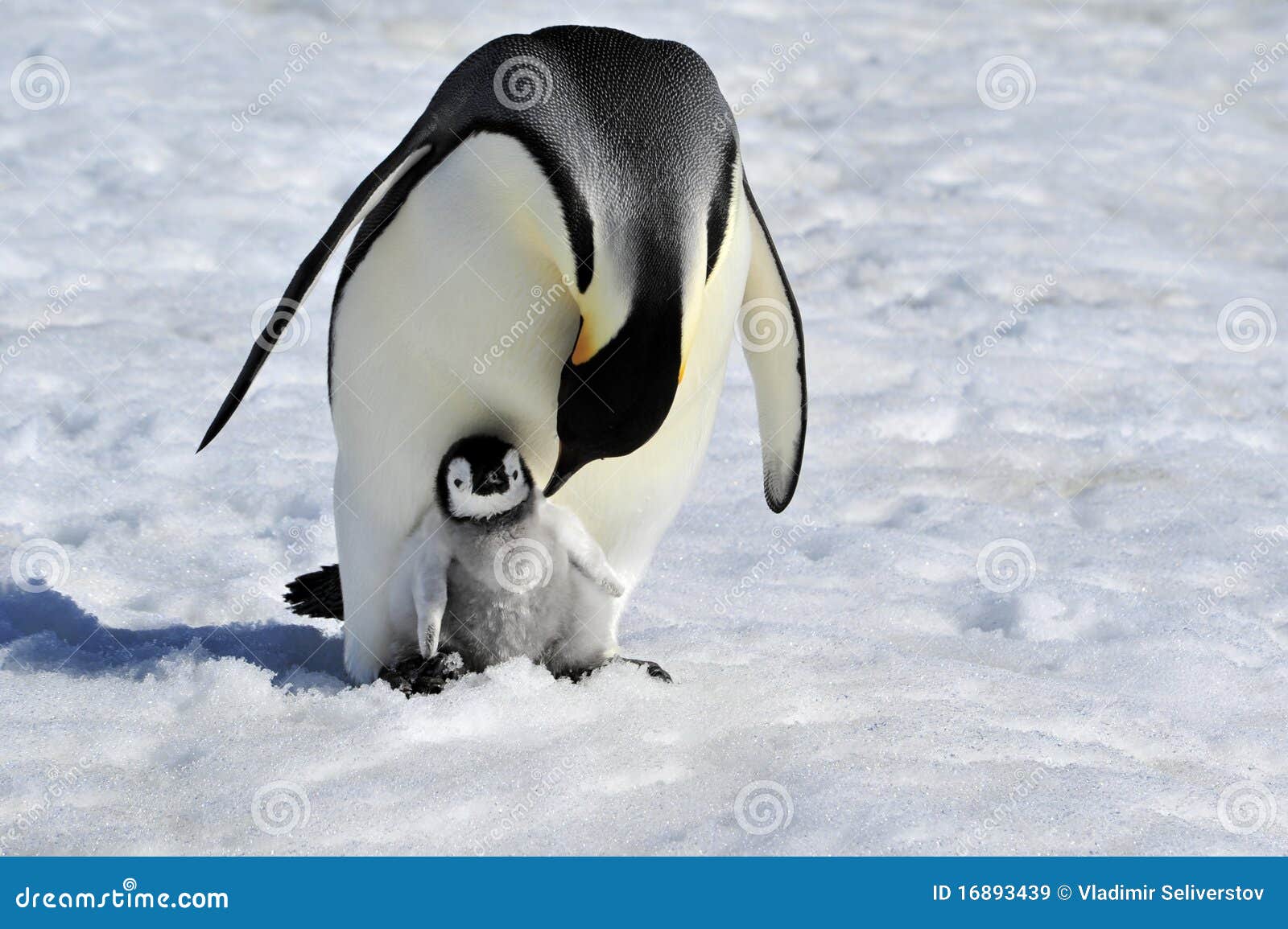 Kaiser-Pinguin stockbild. Bild von strand, küken, blau - 16893439