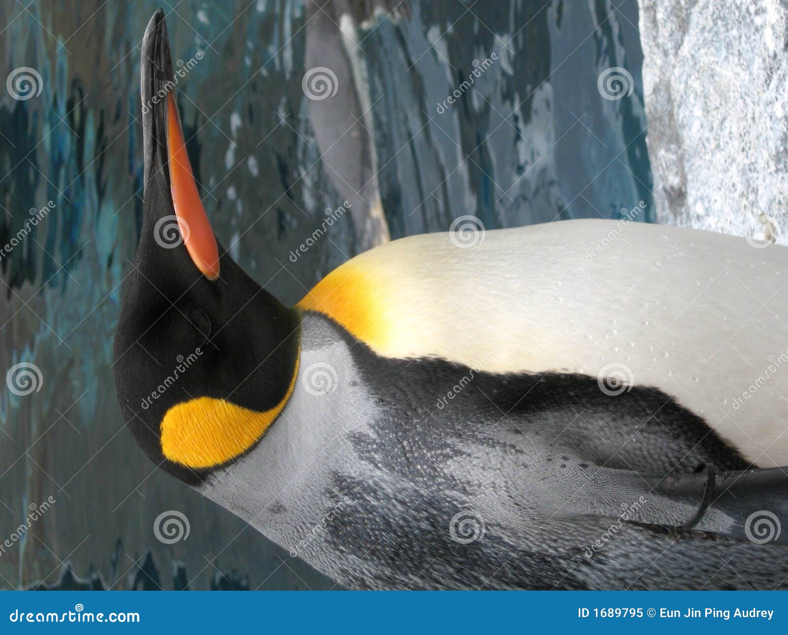 Kaiser-Pinguin stockbild. Bild von kaiser, vogel, schnabel - 1689795