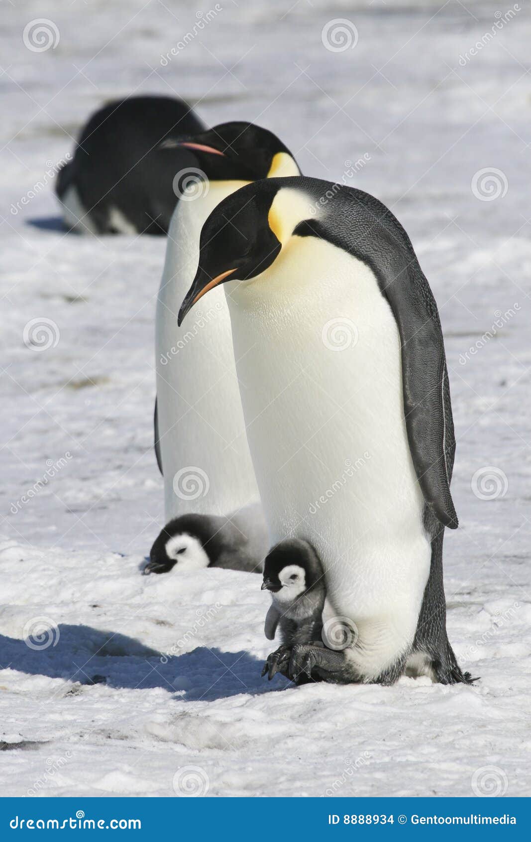 Kaiser-Pinguine stockfoto. Bild von pinguin, arktisch - 8888934