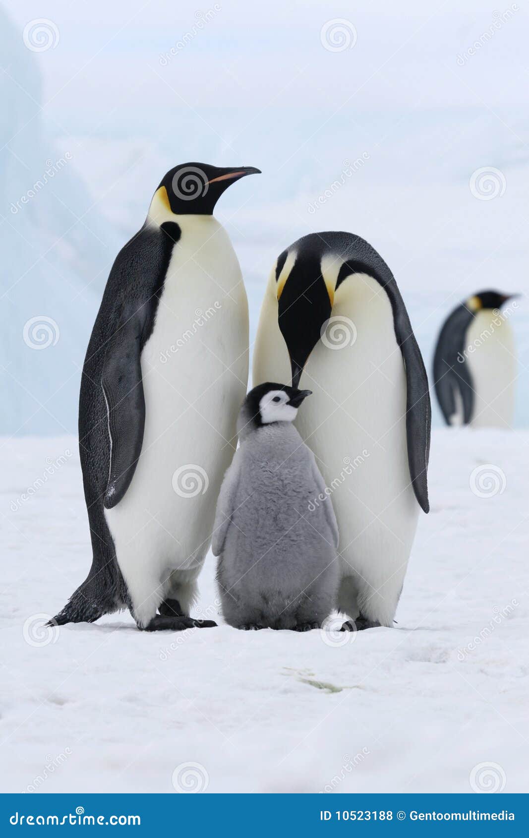 Kaiser-Pinguine (Aptenodytes Forsteri) Stockfoto - Bild von kaiser ...