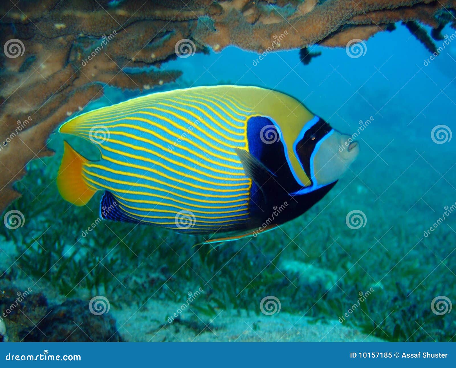 Kaiserfische stockbild. Bild von meer, fische, unterwasseratemgerät ...